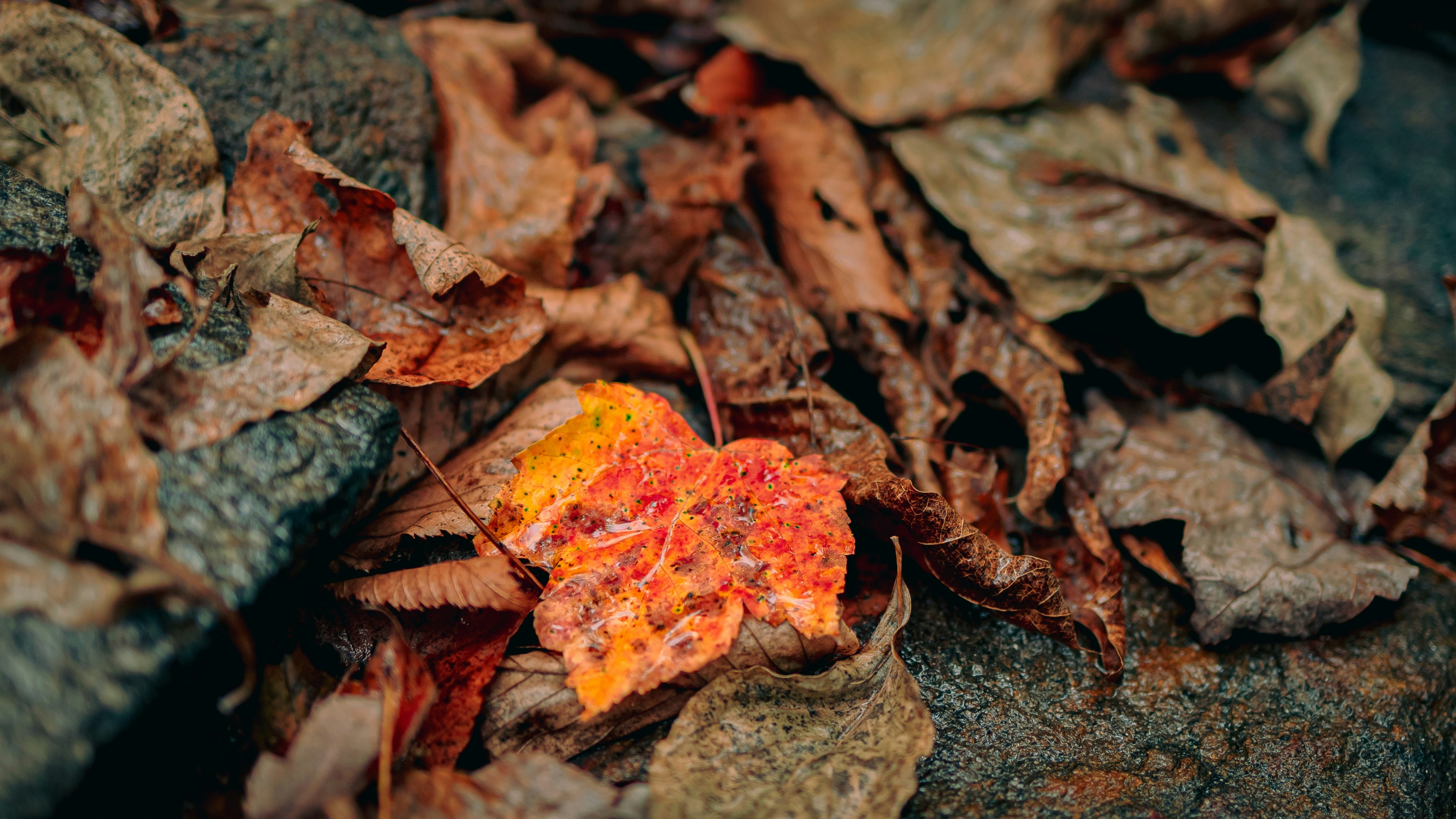 Amber Accent Among Pebbles: A Lone Autumn Leaf