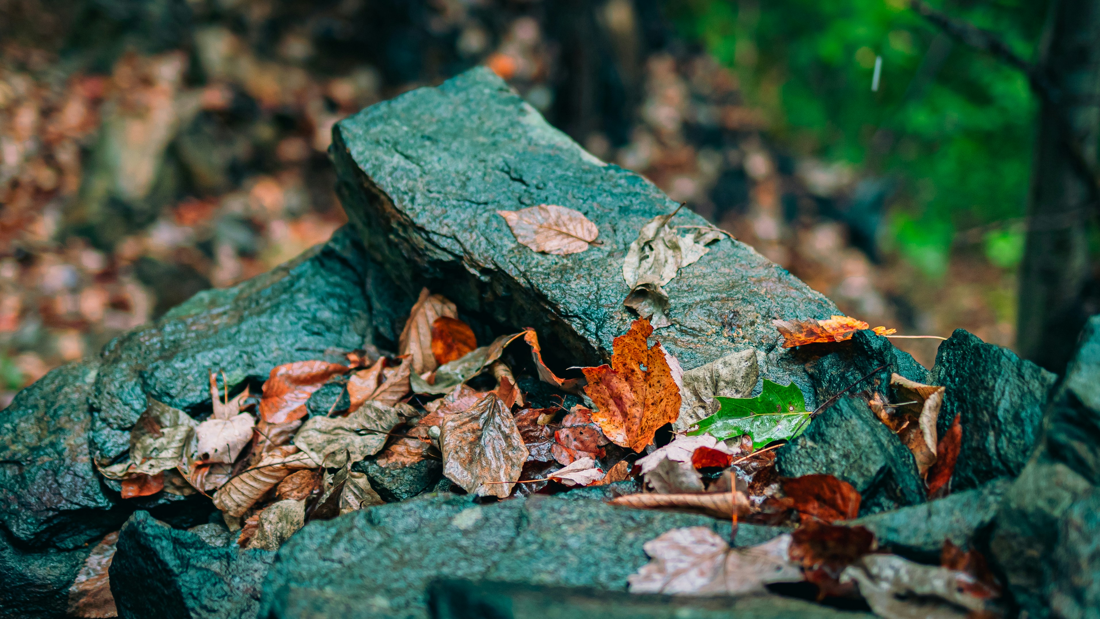 Colorful autumn leaves scattered atop textured rocks in a forest setting.