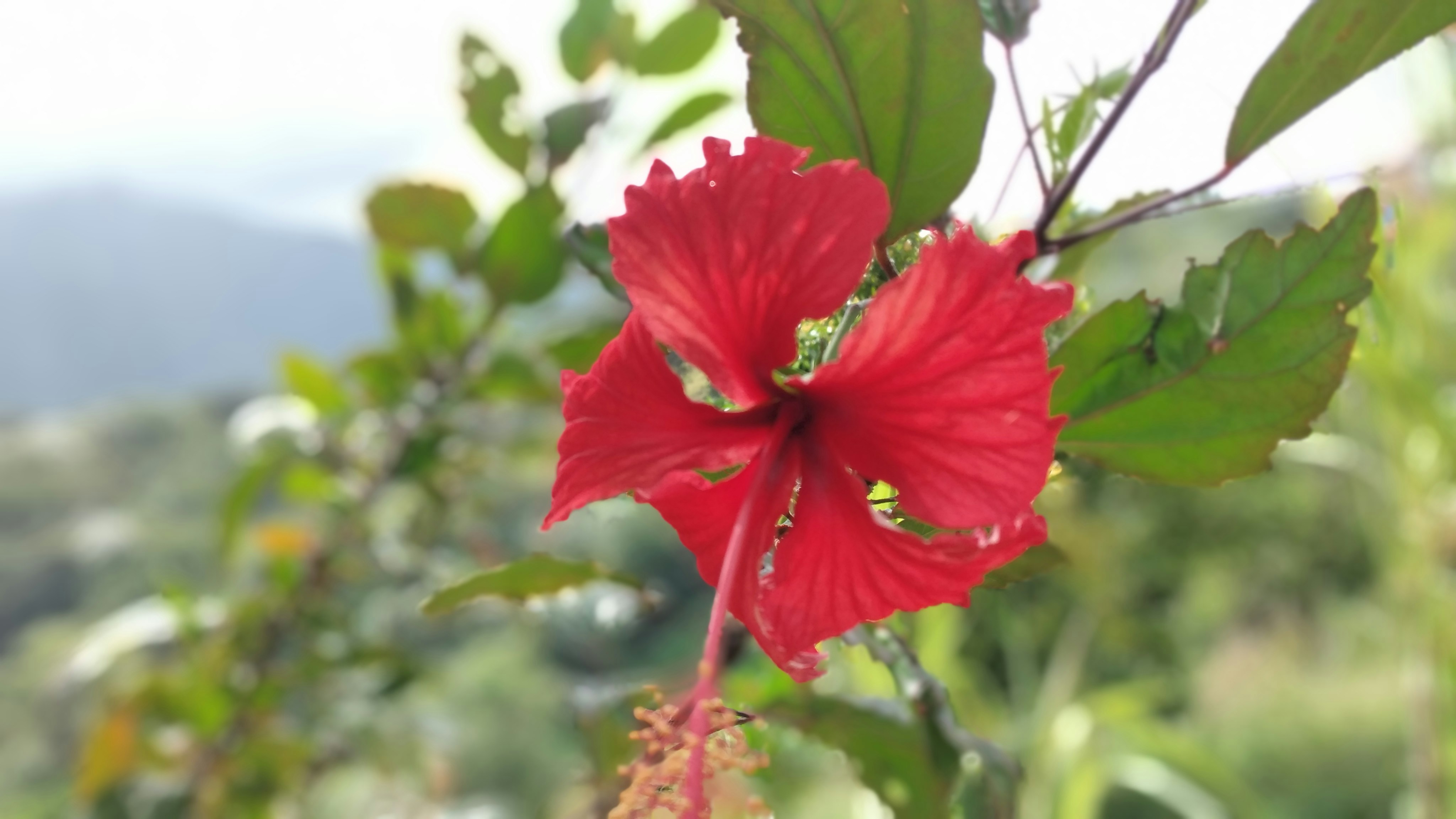 Crimson Hibiscus in Focus against a Misty Valley