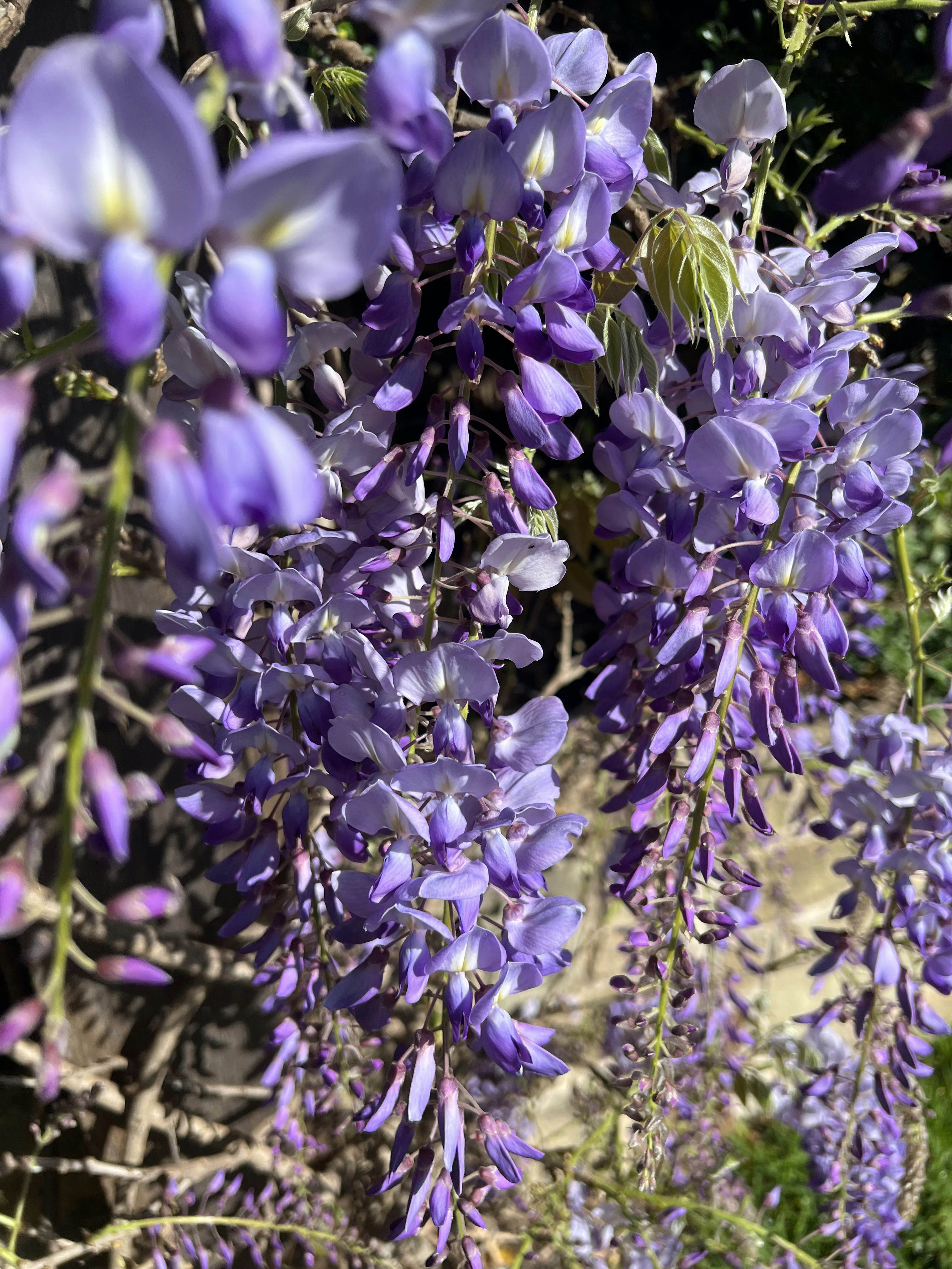 a close up of purple flowers