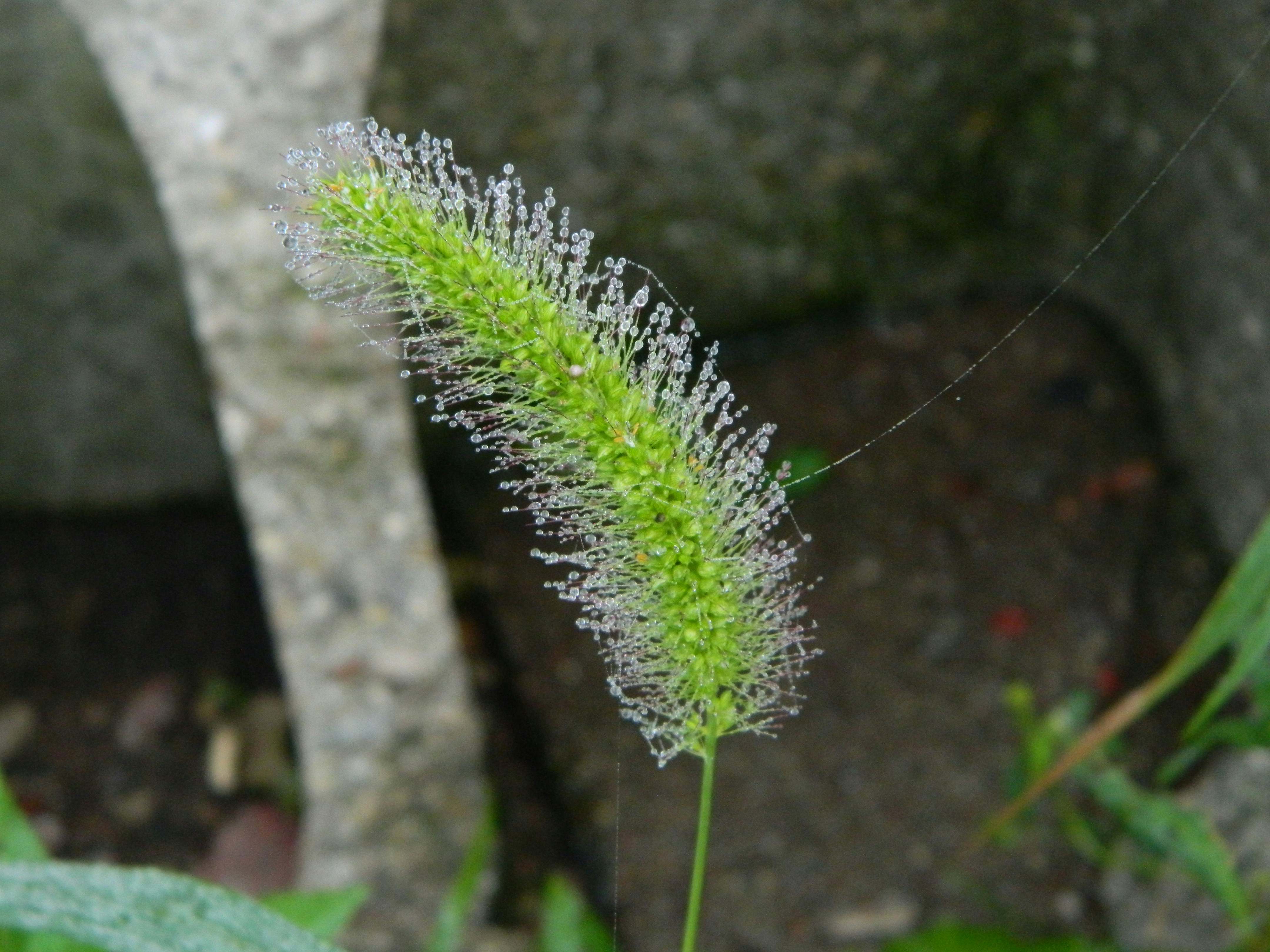 A slender grass flower adorned with glistening droplets of dew, set against a soft, blurred background of earth and foliage.
