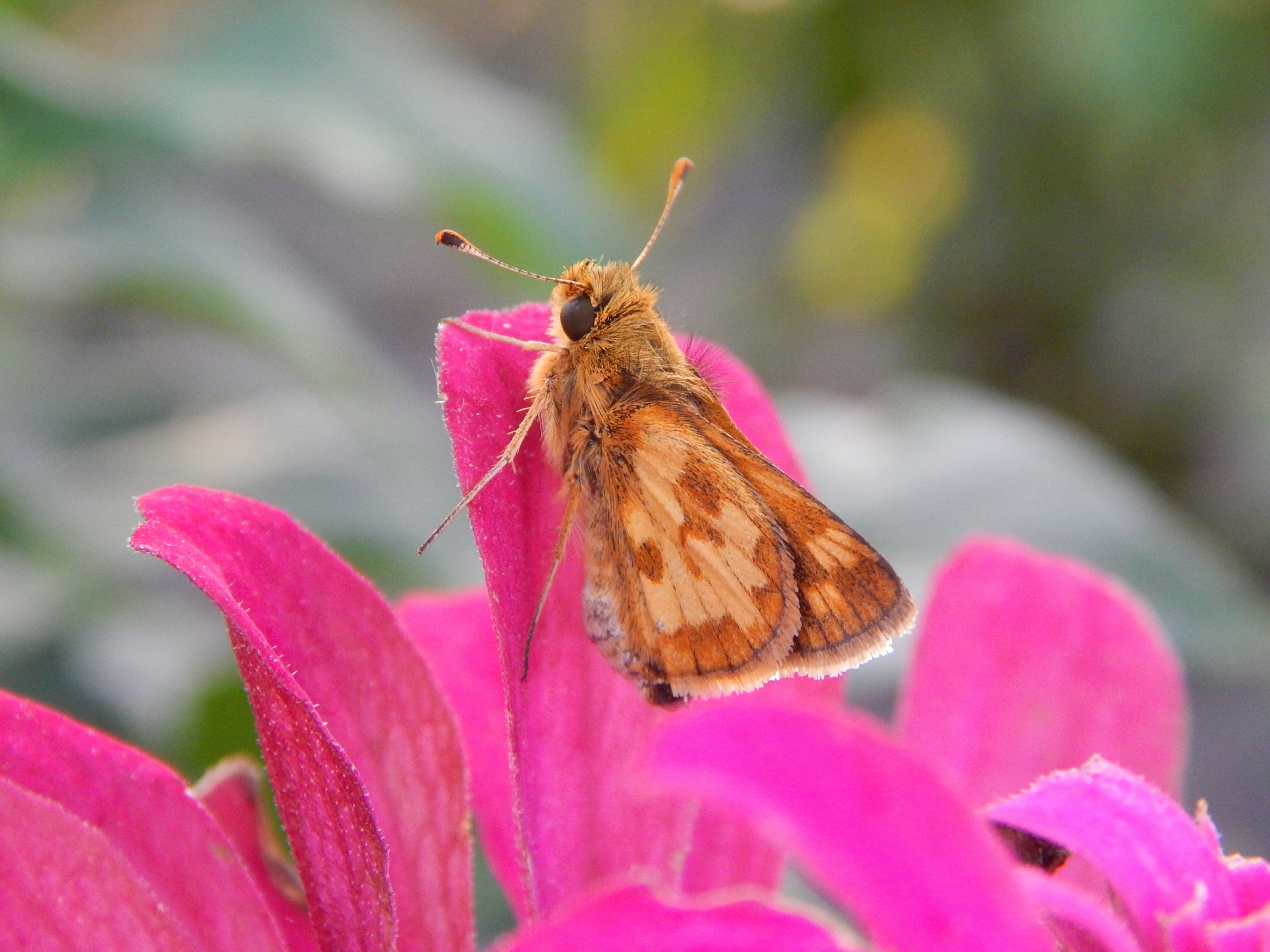 Amber Moth on Magenta Petals: a Quiet Garden Moment