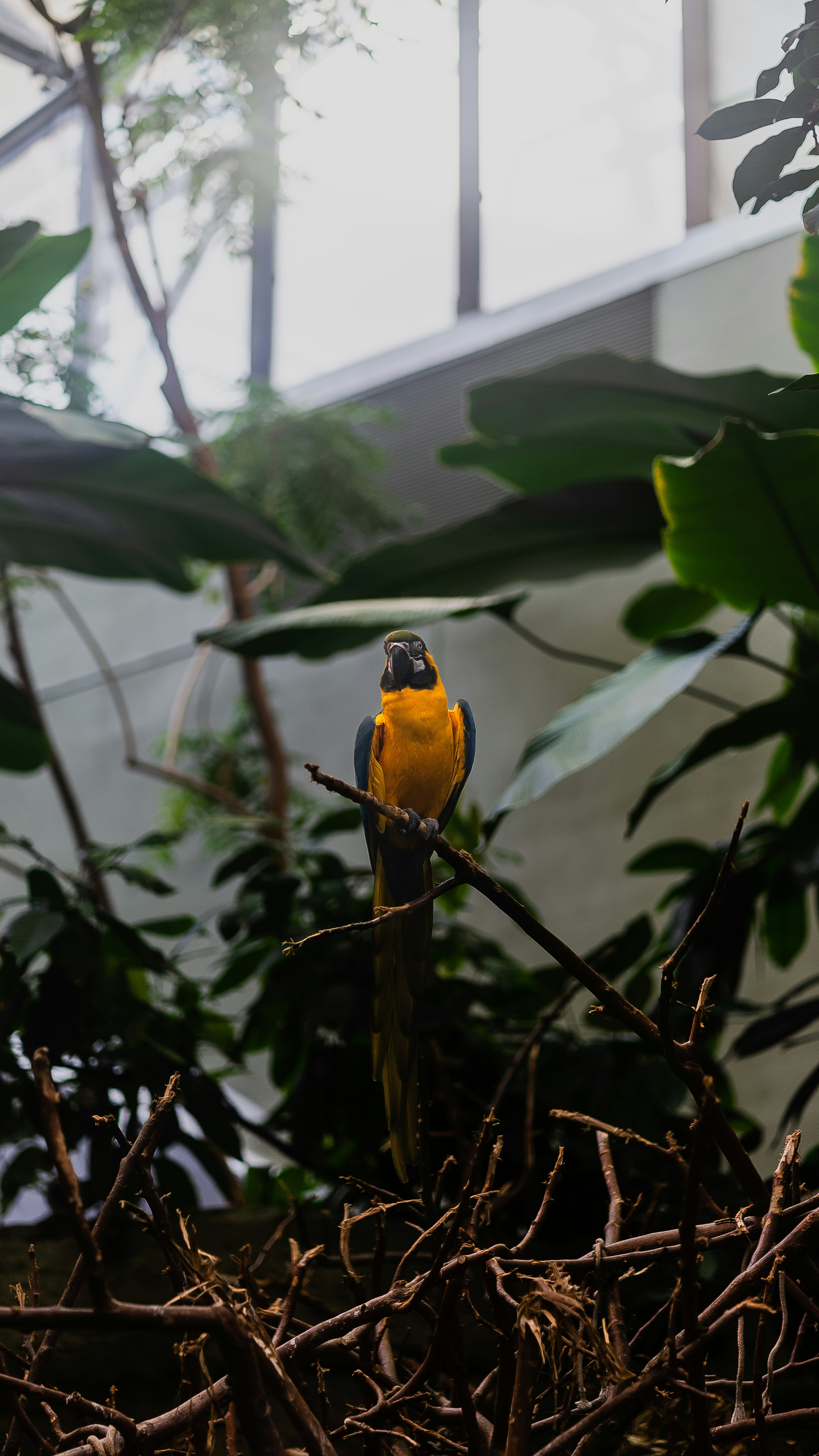 Blue-and-Yellow Macaw in a Glasshouse Jungle