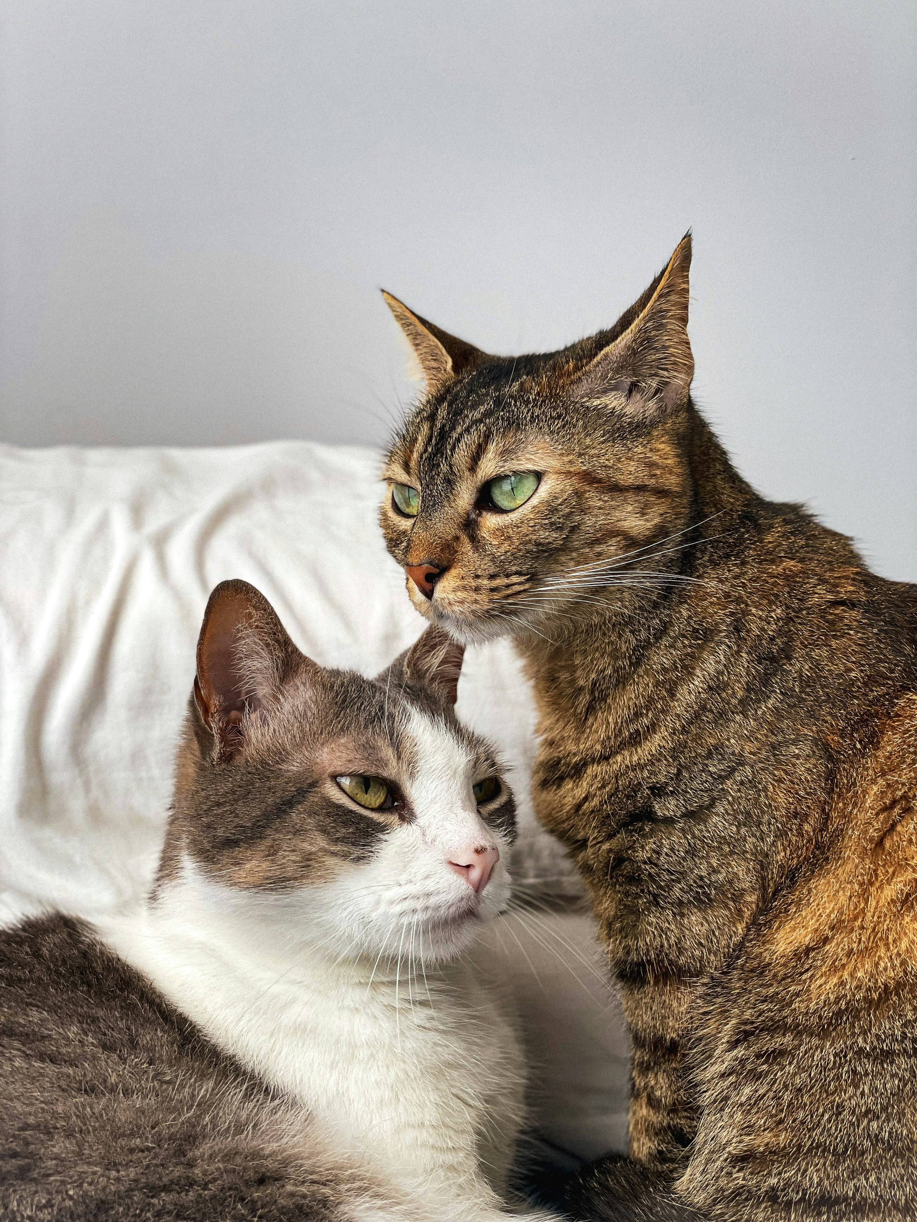 Two cats, one gray and white and the other tabby, share a quiet moment on a soft bed with gentle lighting enhancing their features.