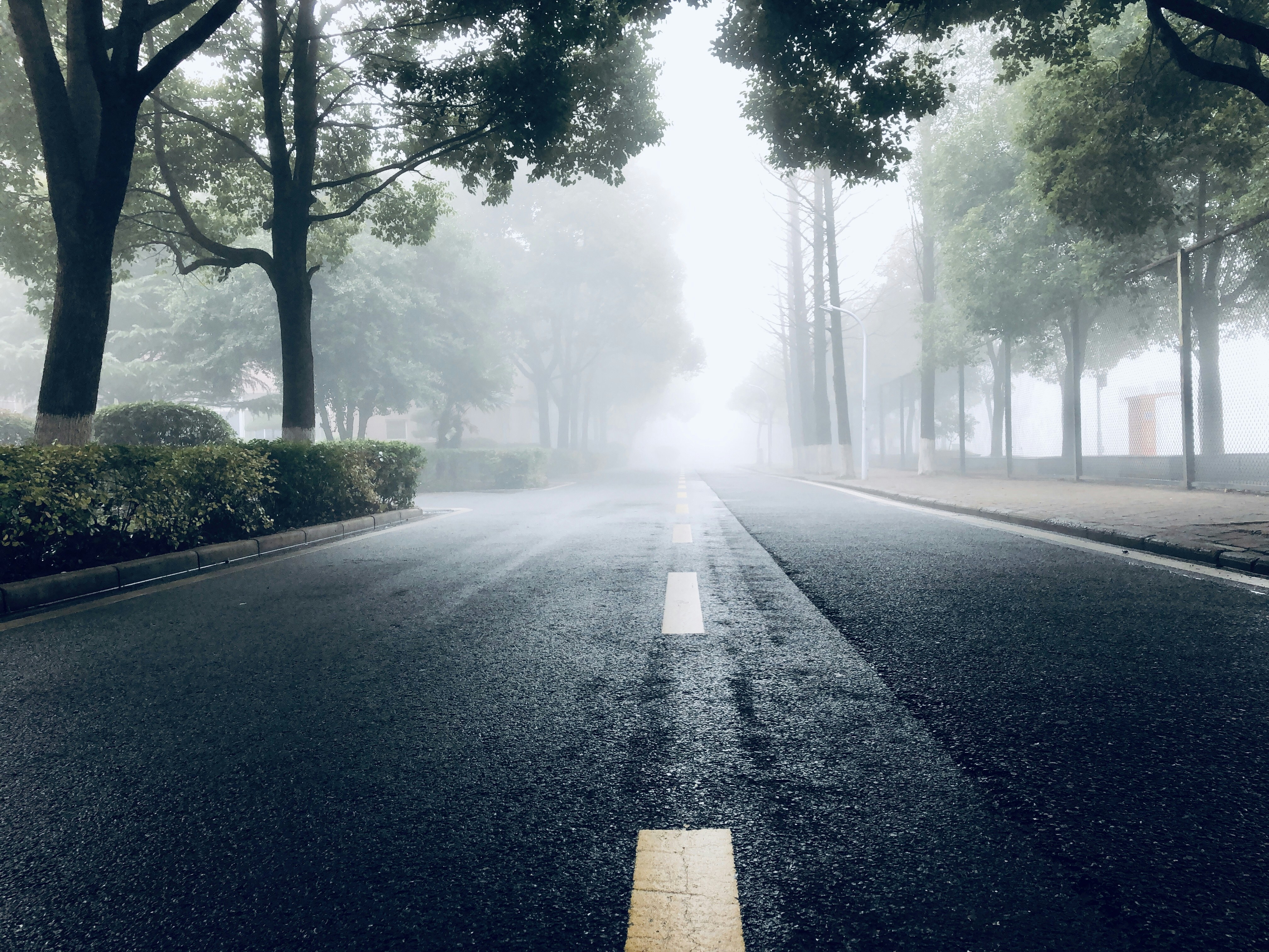 Mist-Washed Boulevard: The Road to the Vanishing Point