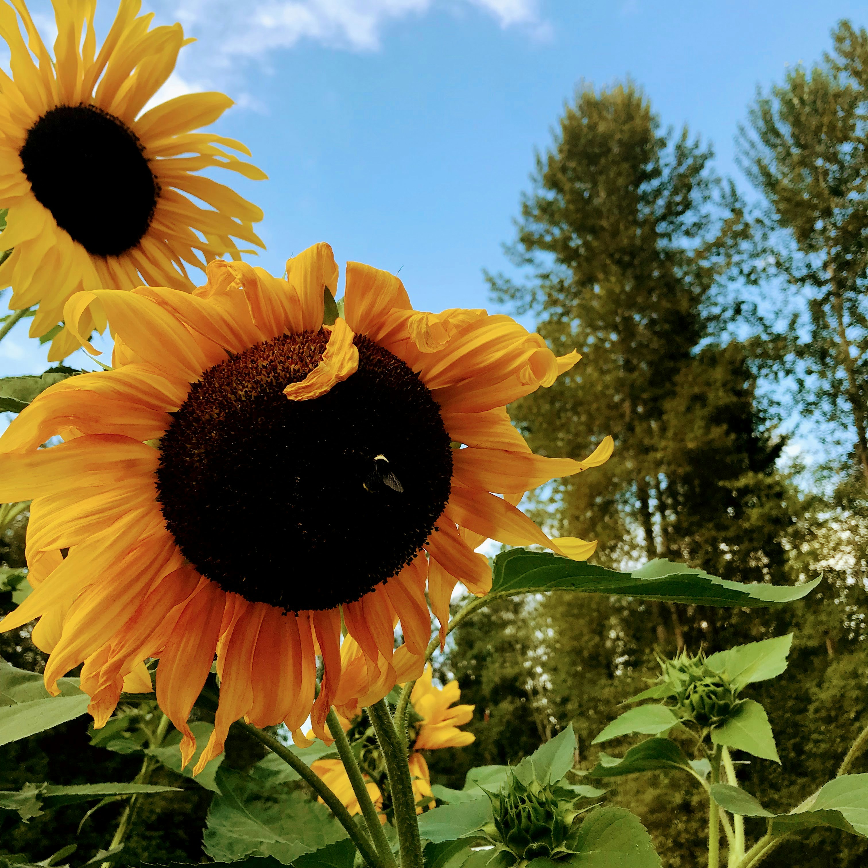 A group of sunflowers photo – Free Plant Image on Unsplash