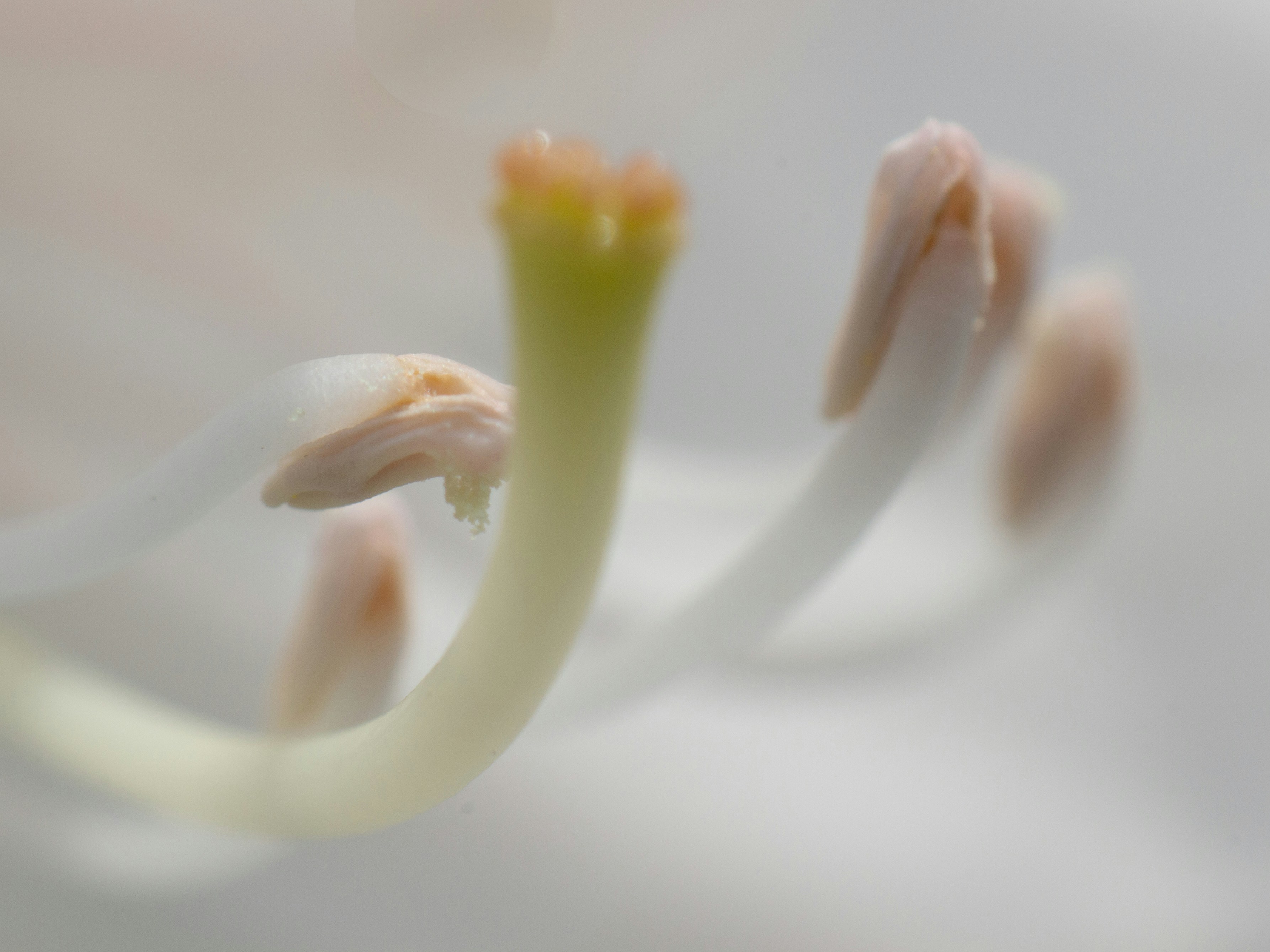 A close-up of a flower photo – Free Pistil Image on Unsplash