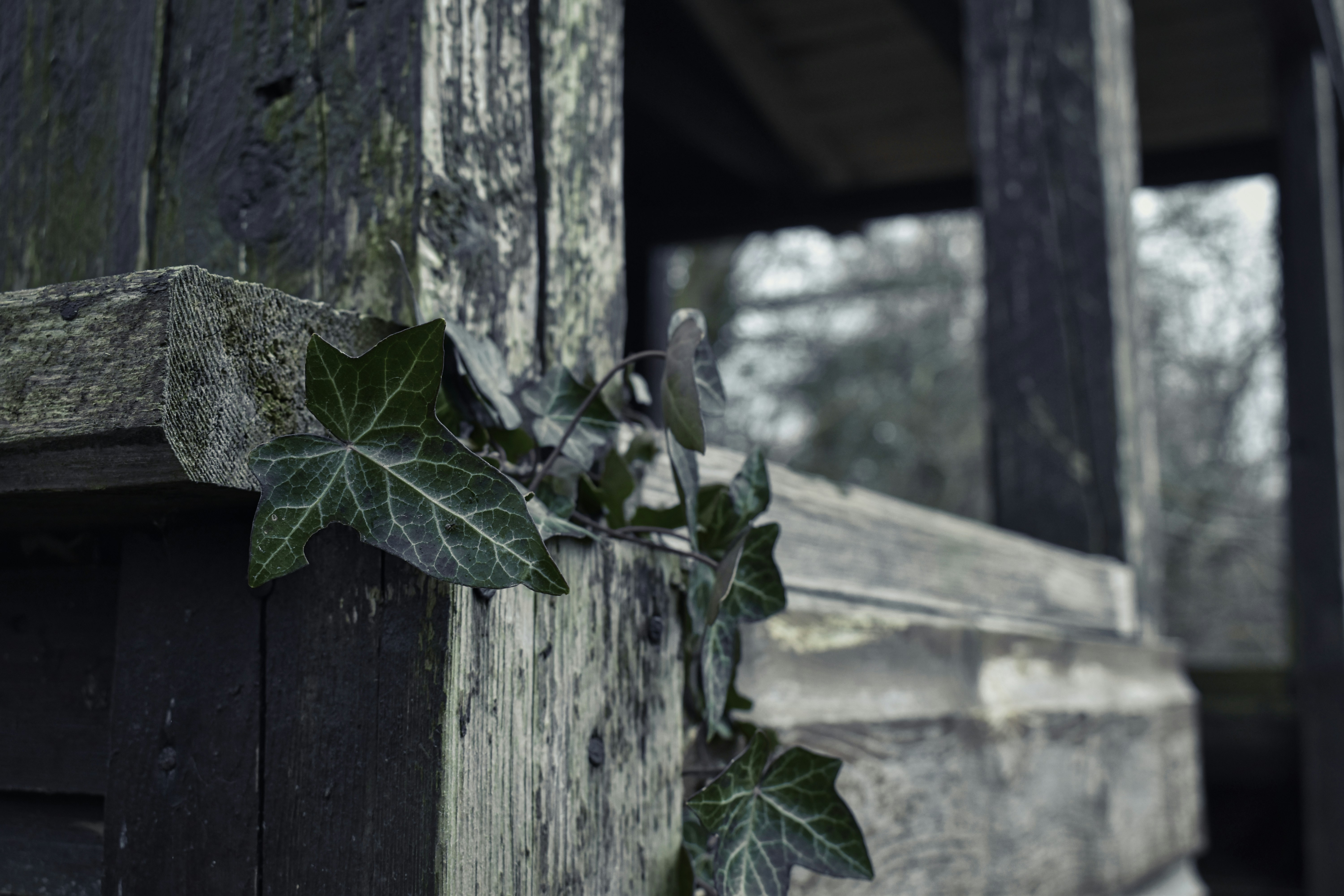 Ivy Clings to Weathered Timber at a Quiet Porch Corner