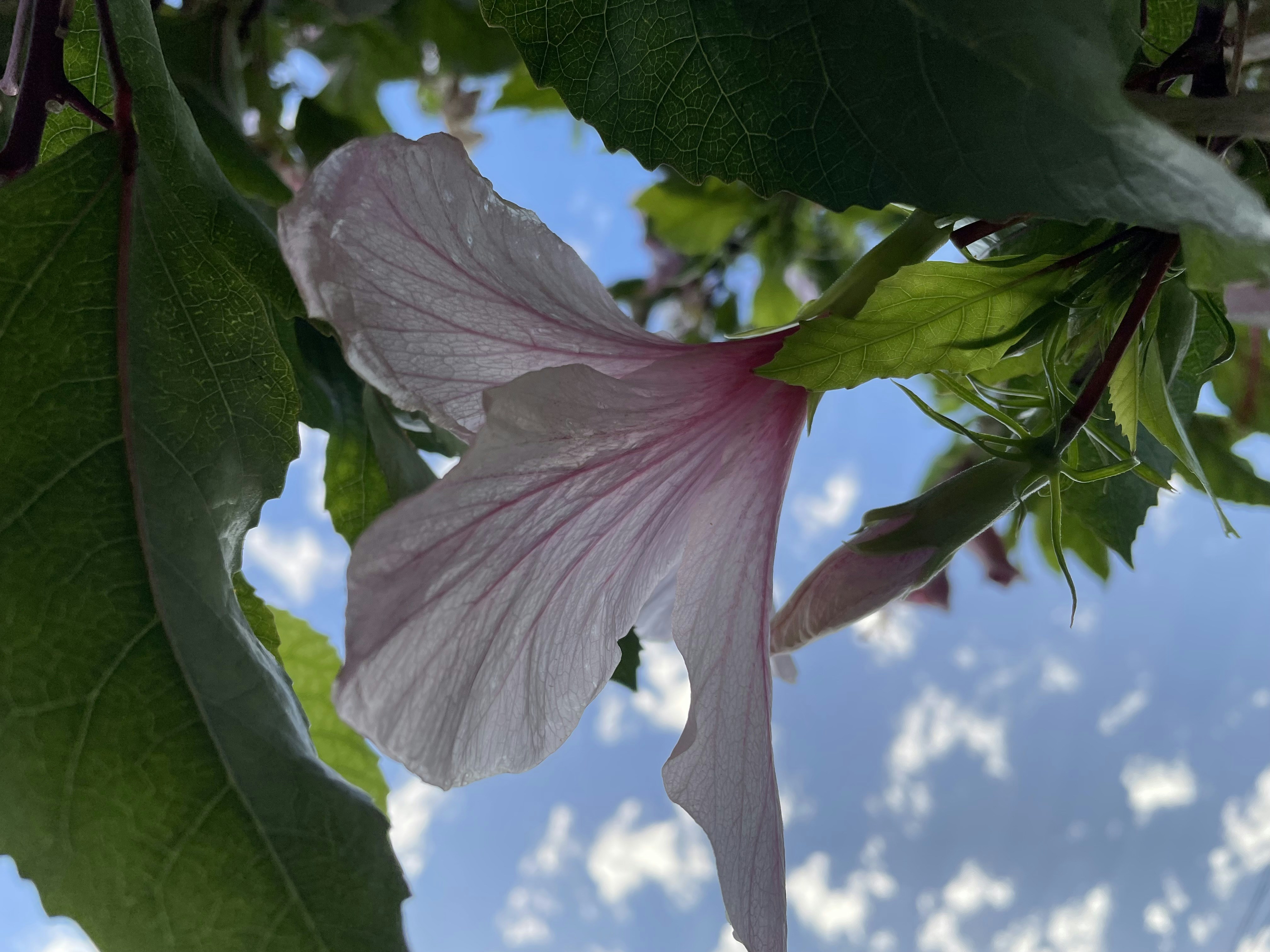 a pink flower on a plant