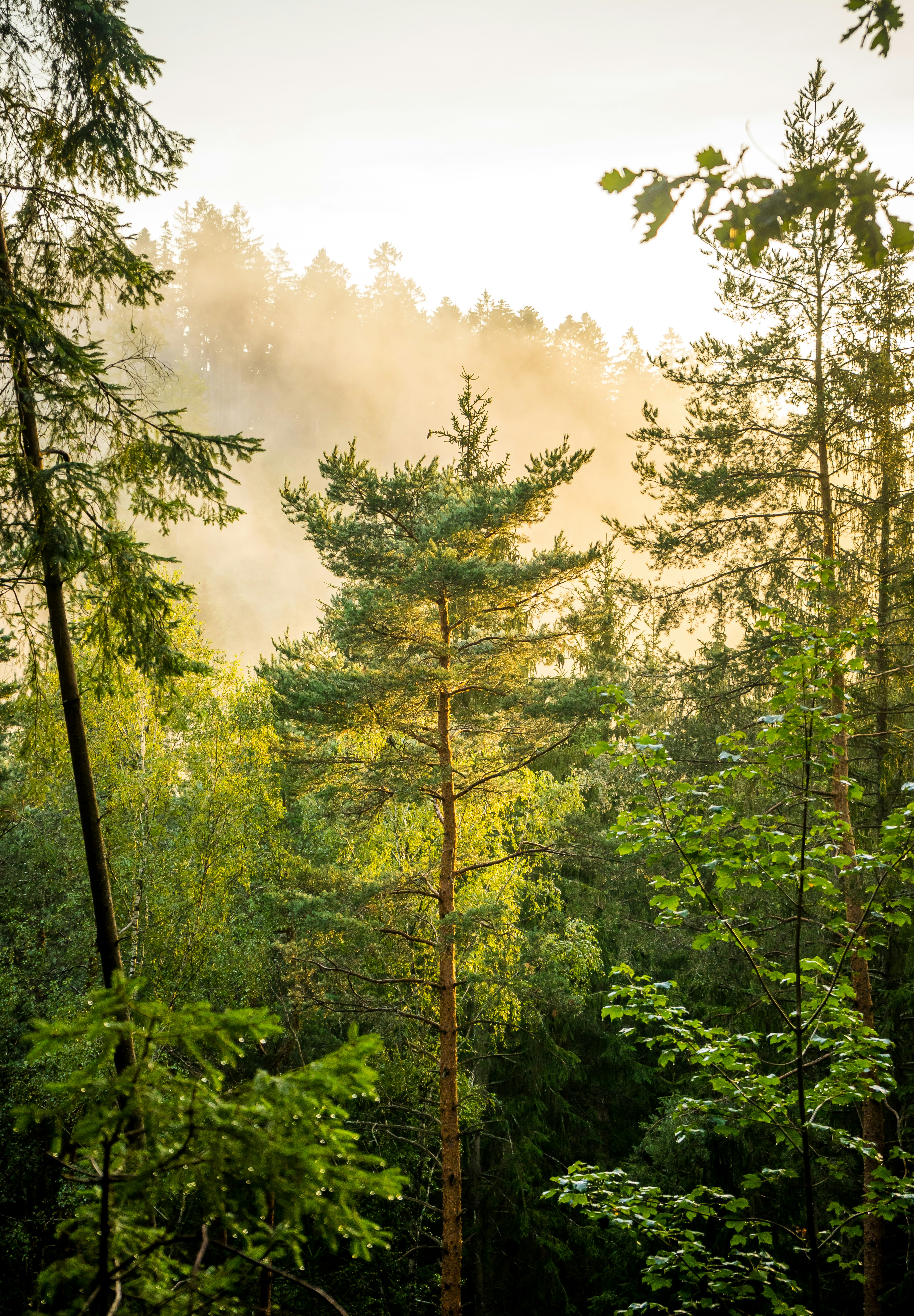 A group of trees photo – Free Rappottenstein Image on Unsplash