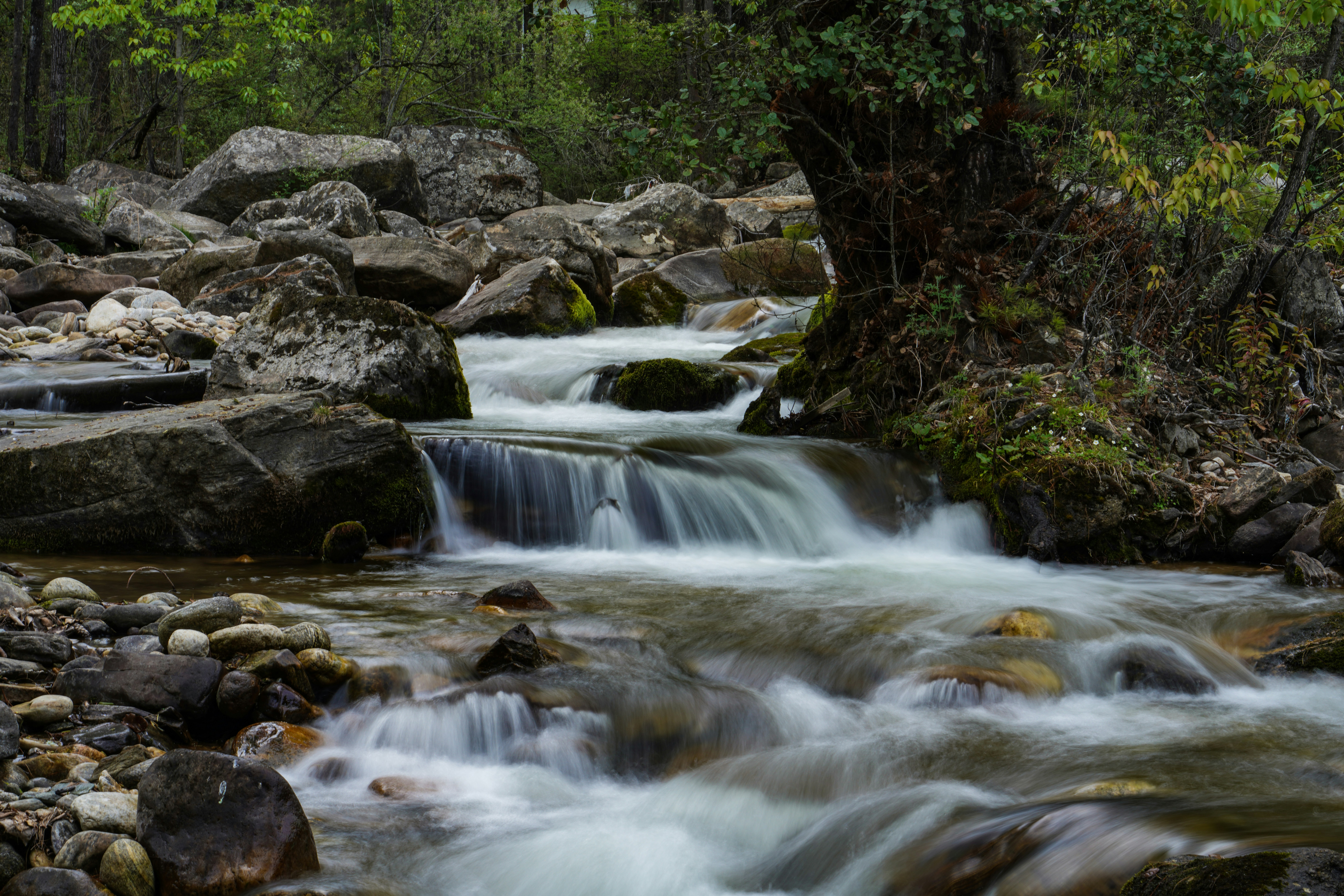 Une rivière avec des rochers et des arbres photo – Photo 환경 Gratuite ...
