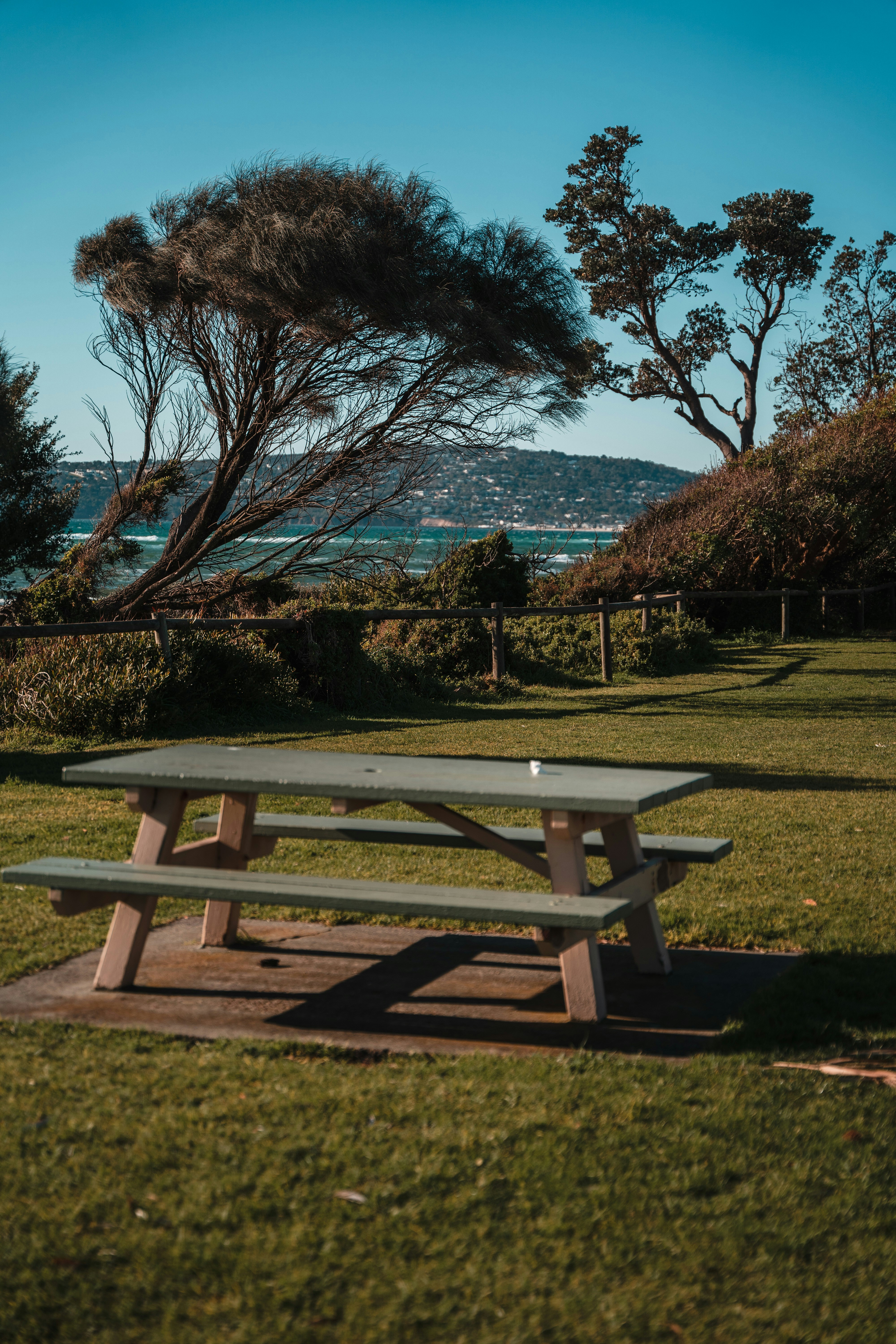 Windward Calm by the Coast: A Picnic Bench Under Wind-Swept Trees