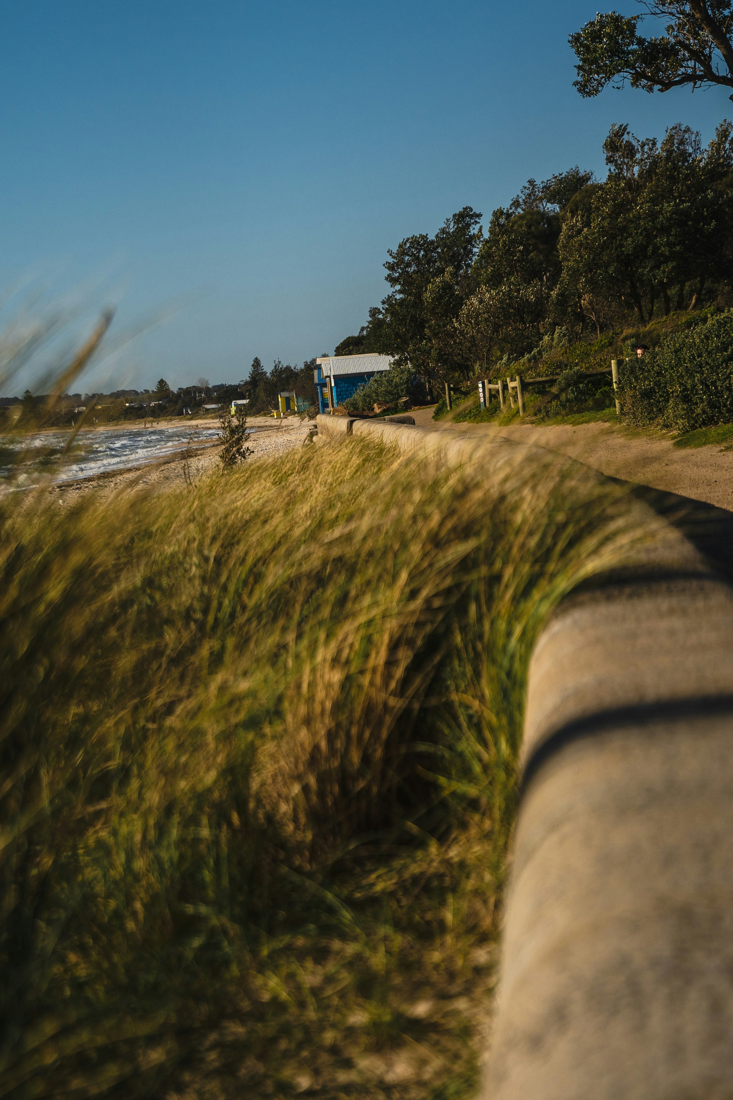 Coastal Path in Golden Hour Backlit by Wind-swept grasses