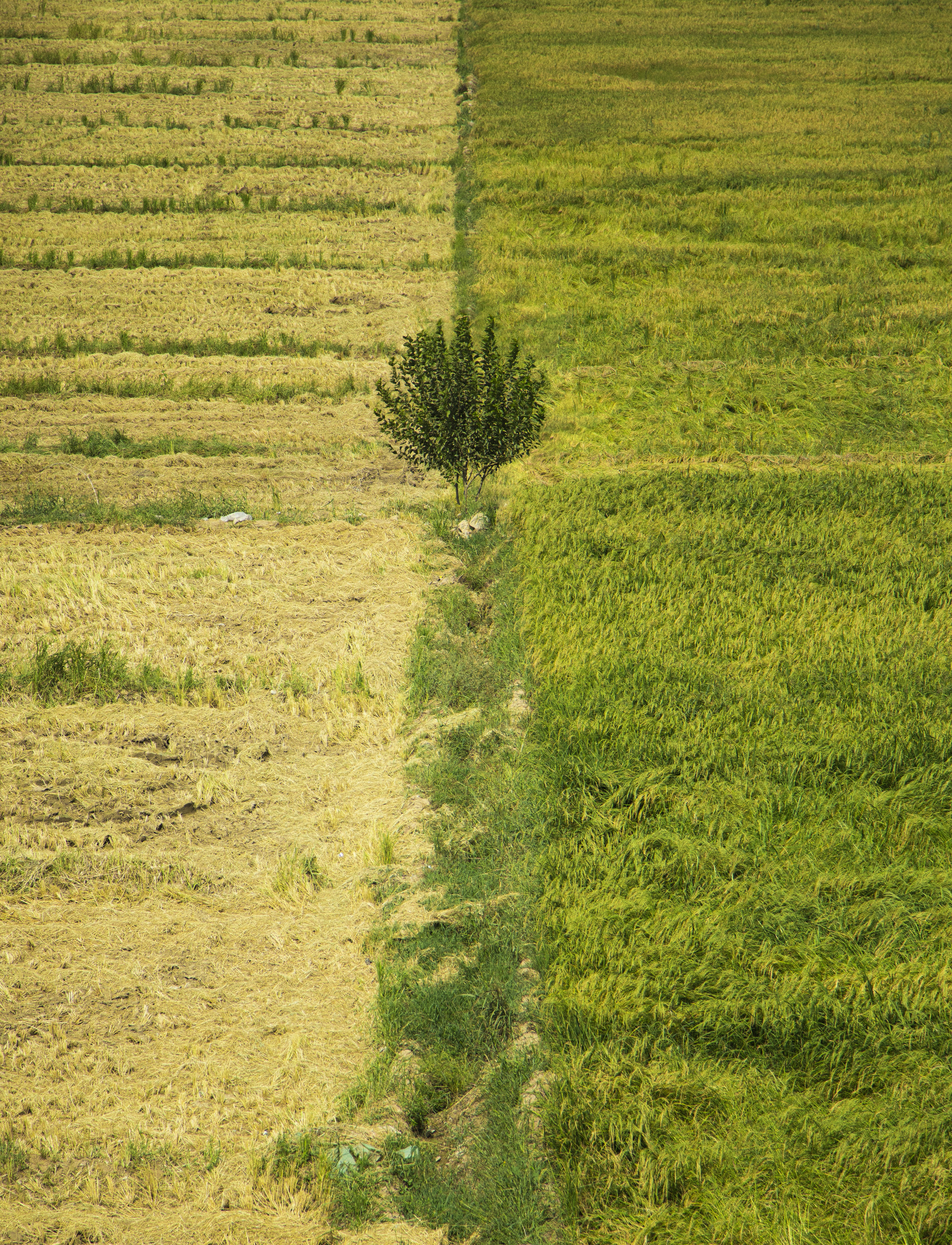 A tree in a field photo – Free Parsabad Image on Unsplash