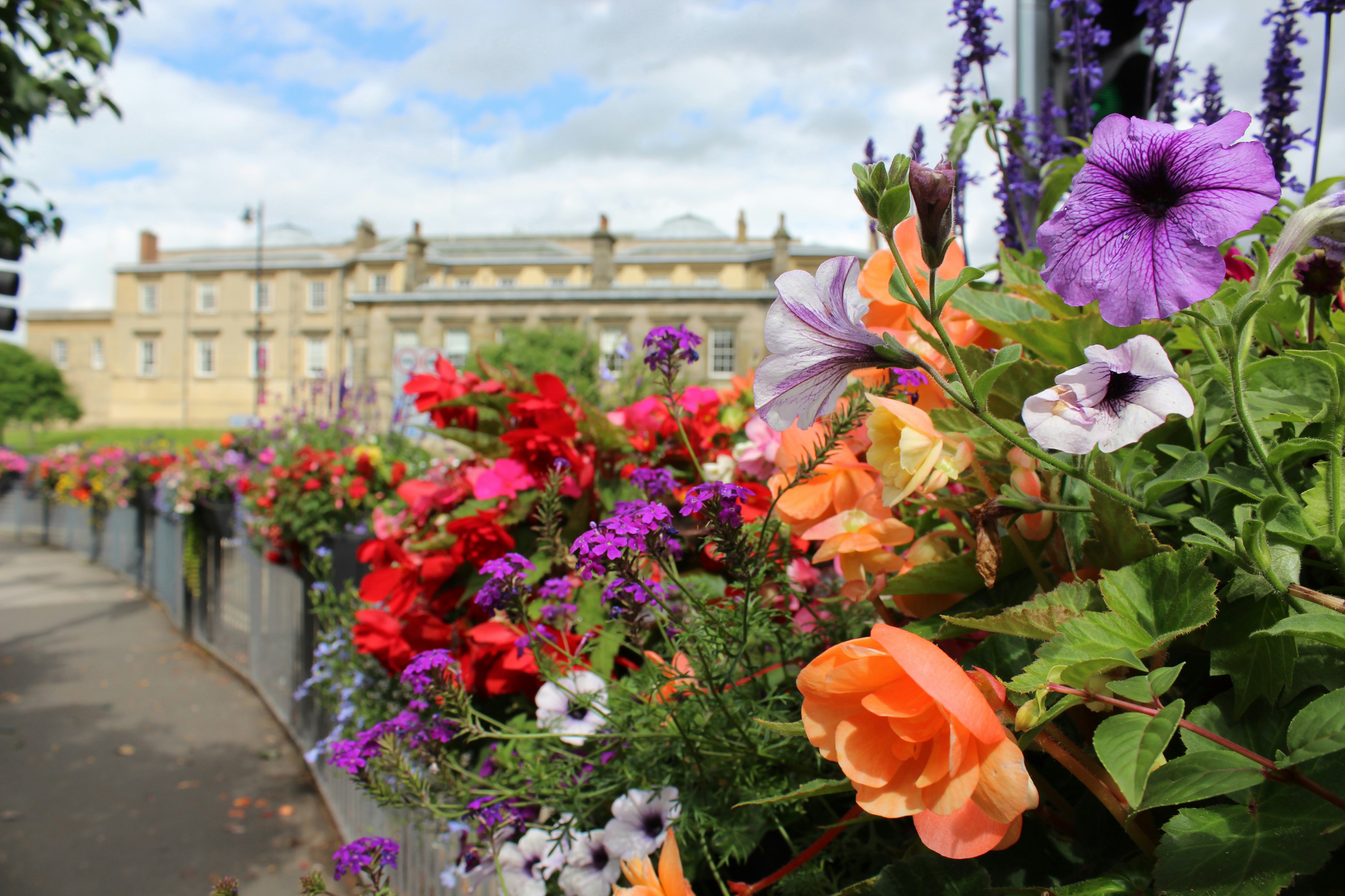 a garden of colorful flowersEloise Salmon