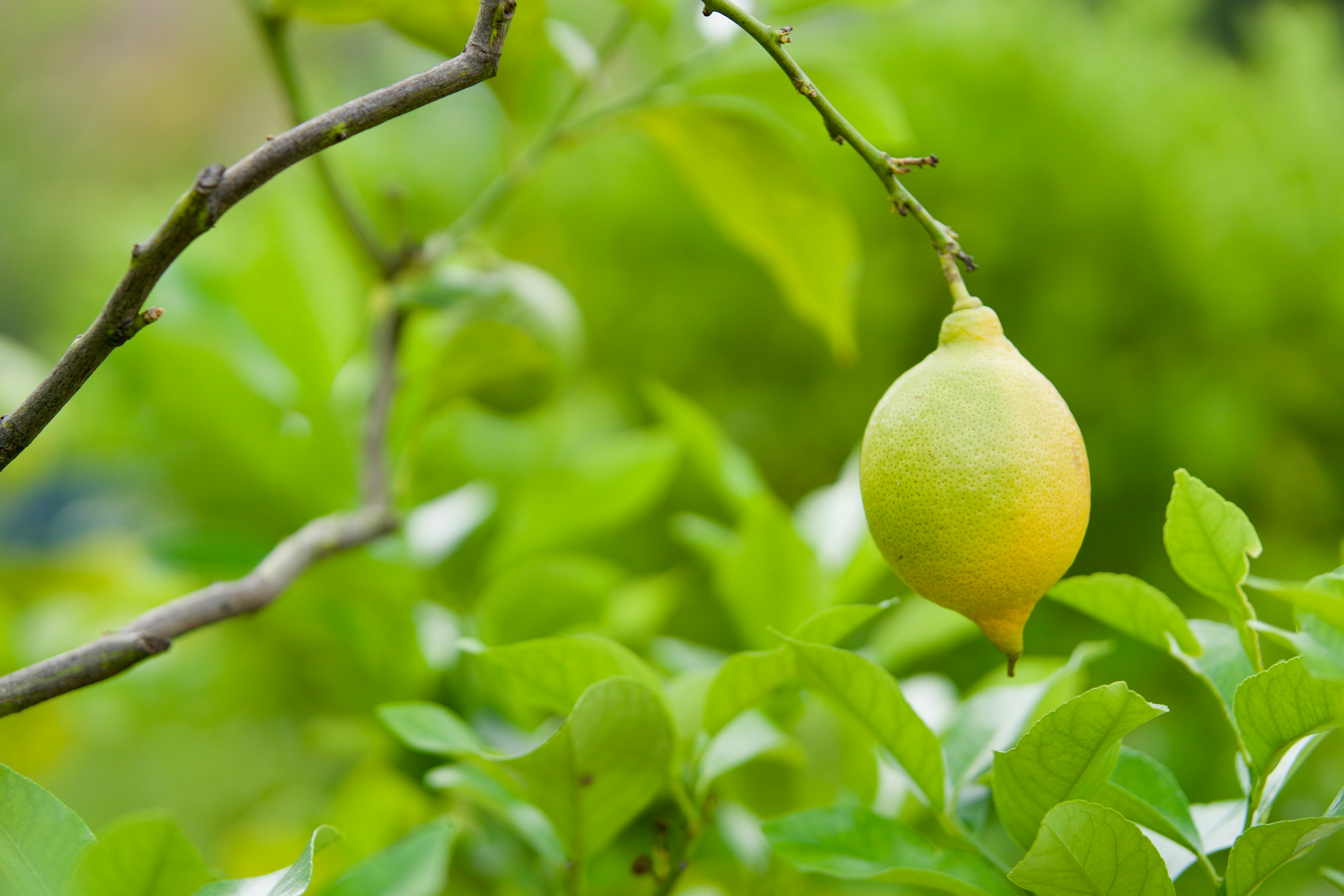 A lemon from a tree photo – Free Lemon Image on Unsplash