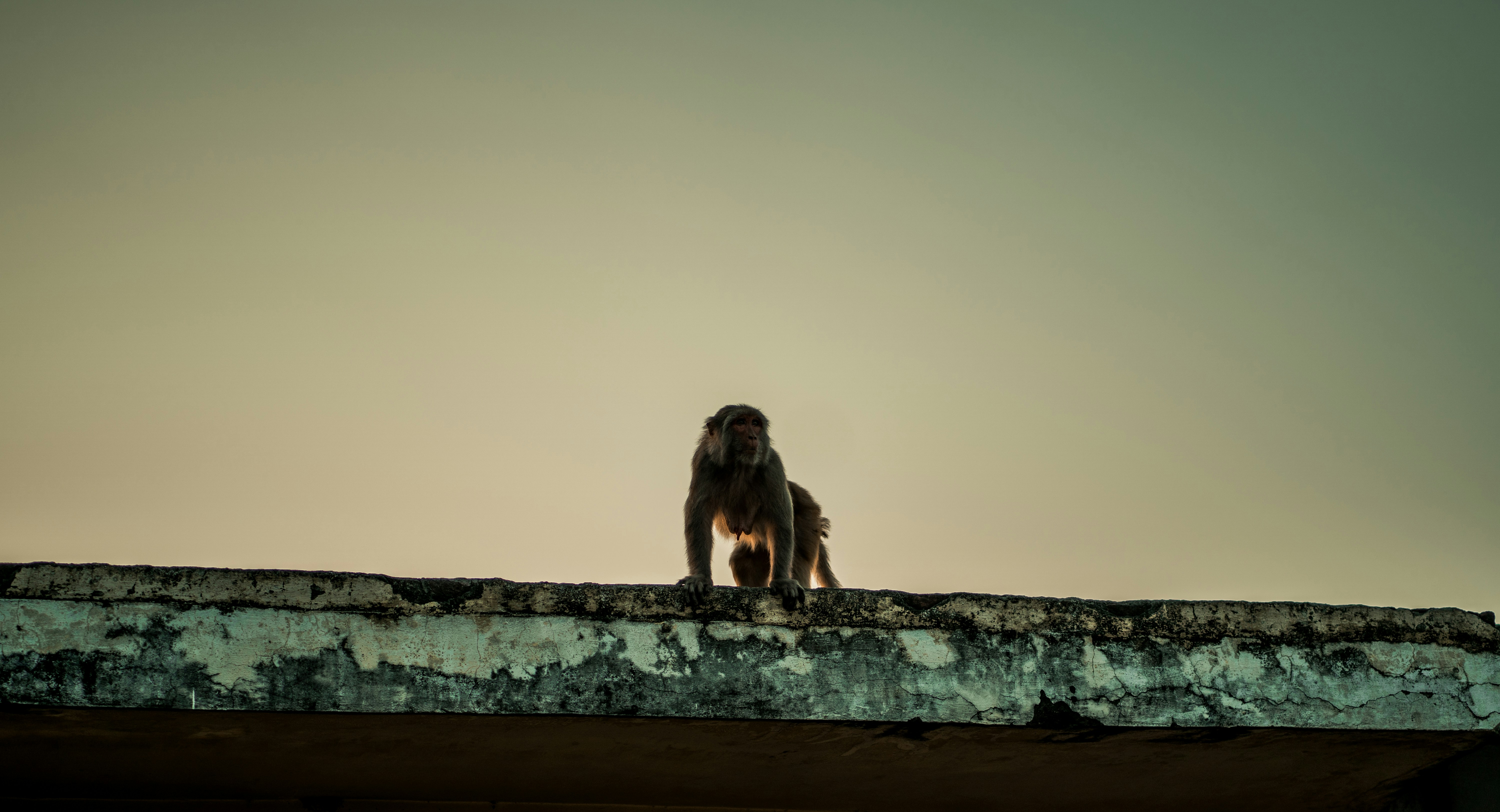 Rooftop Sentinel: A solitary dog perched along a weathered ledge under an amber sky