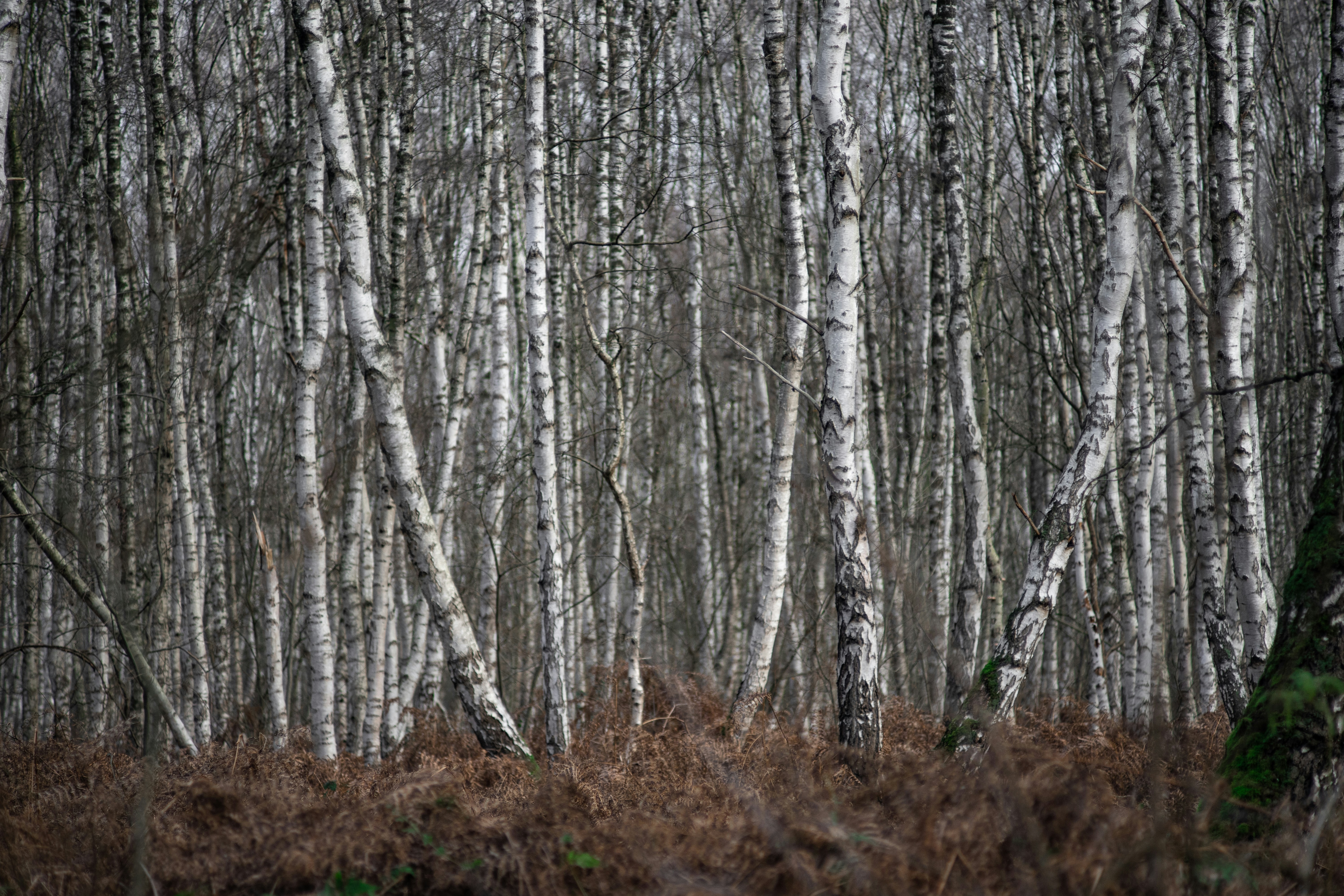 Birch Corridor: Thin Trunks Stretching into a Winter Quiet