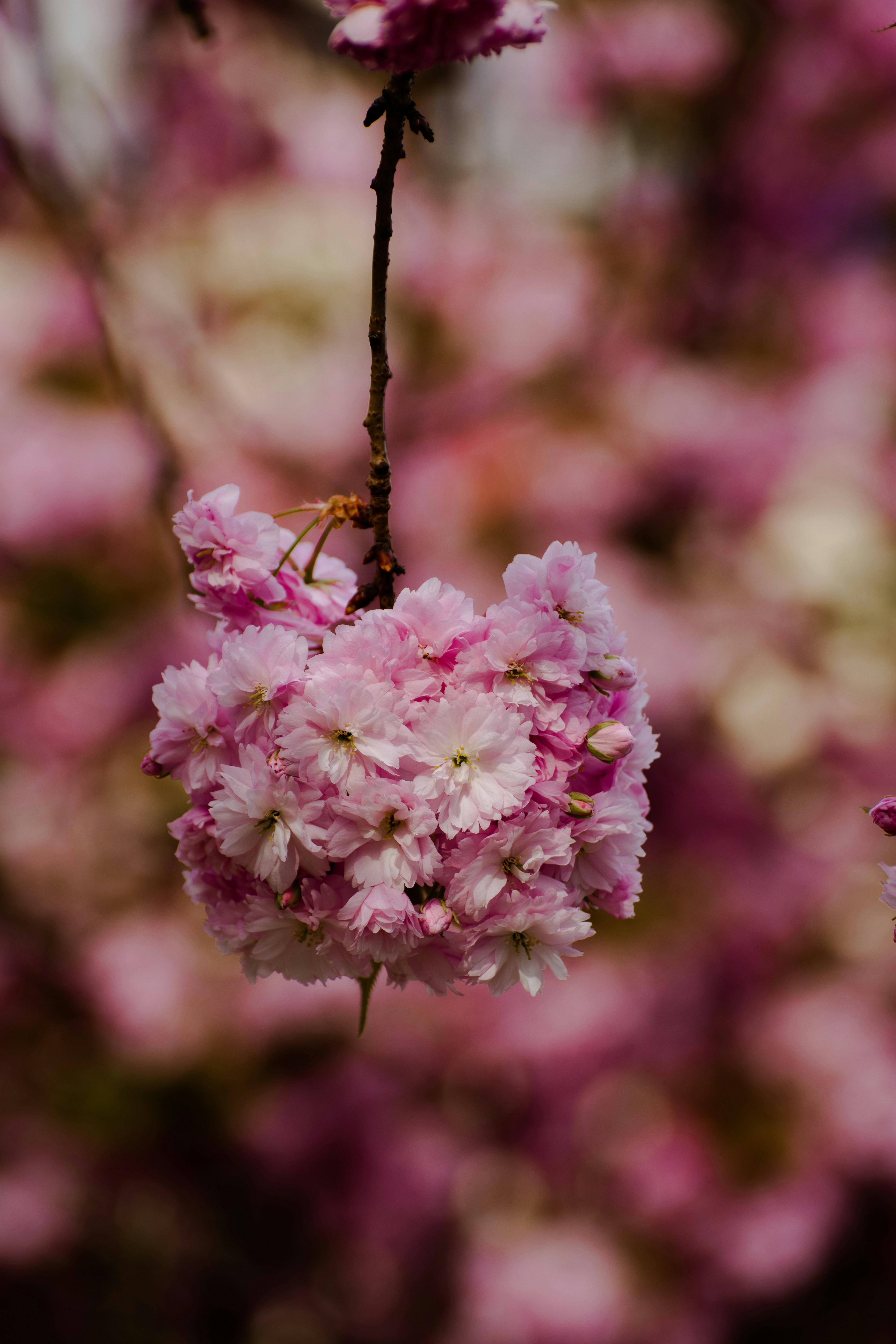 파리의 봄 사진 | Unsplash에서 무료 이미지 다운로드