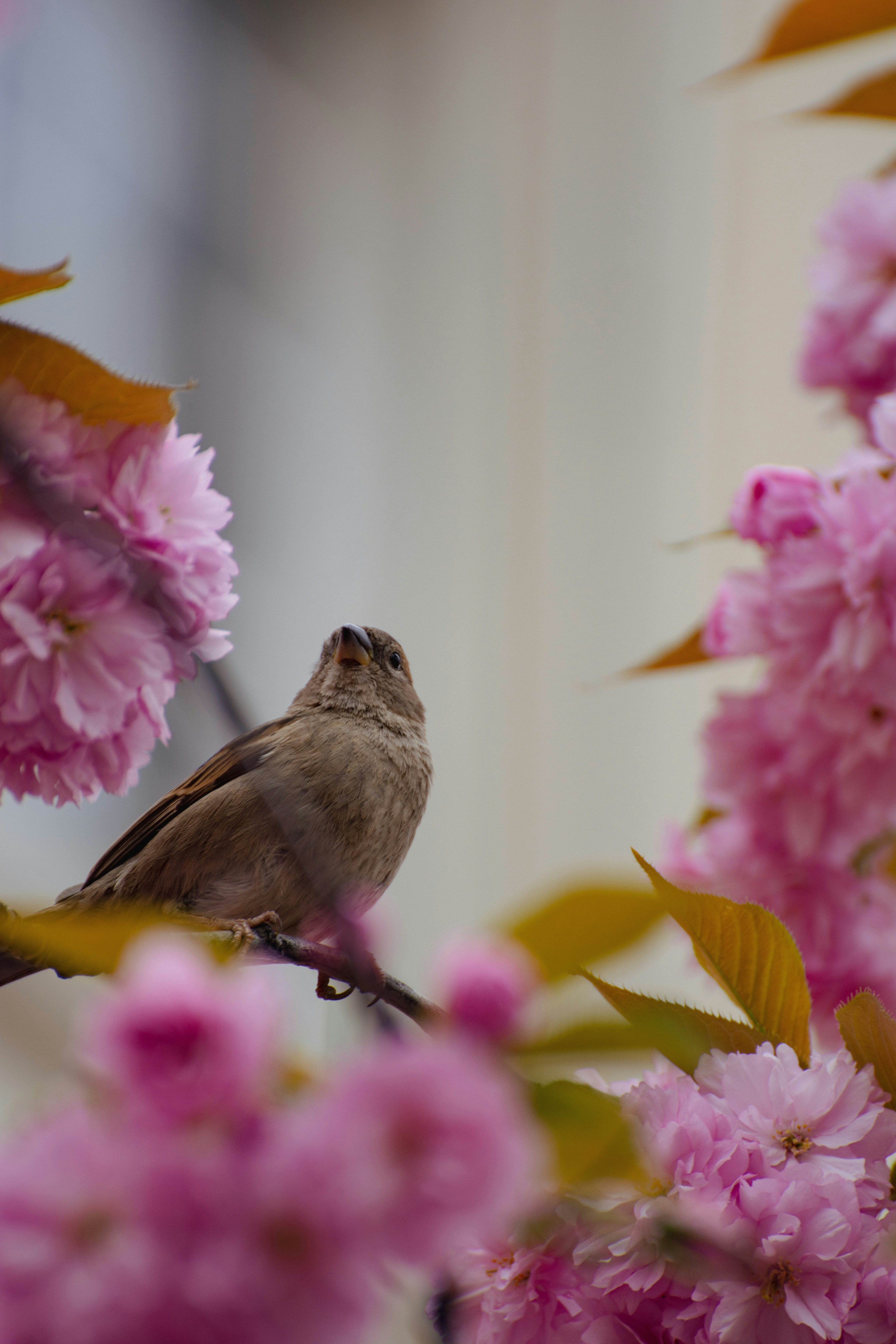 Un oiseau sur une fleur photo – Photo Printemps à paris Gratuite sur ...