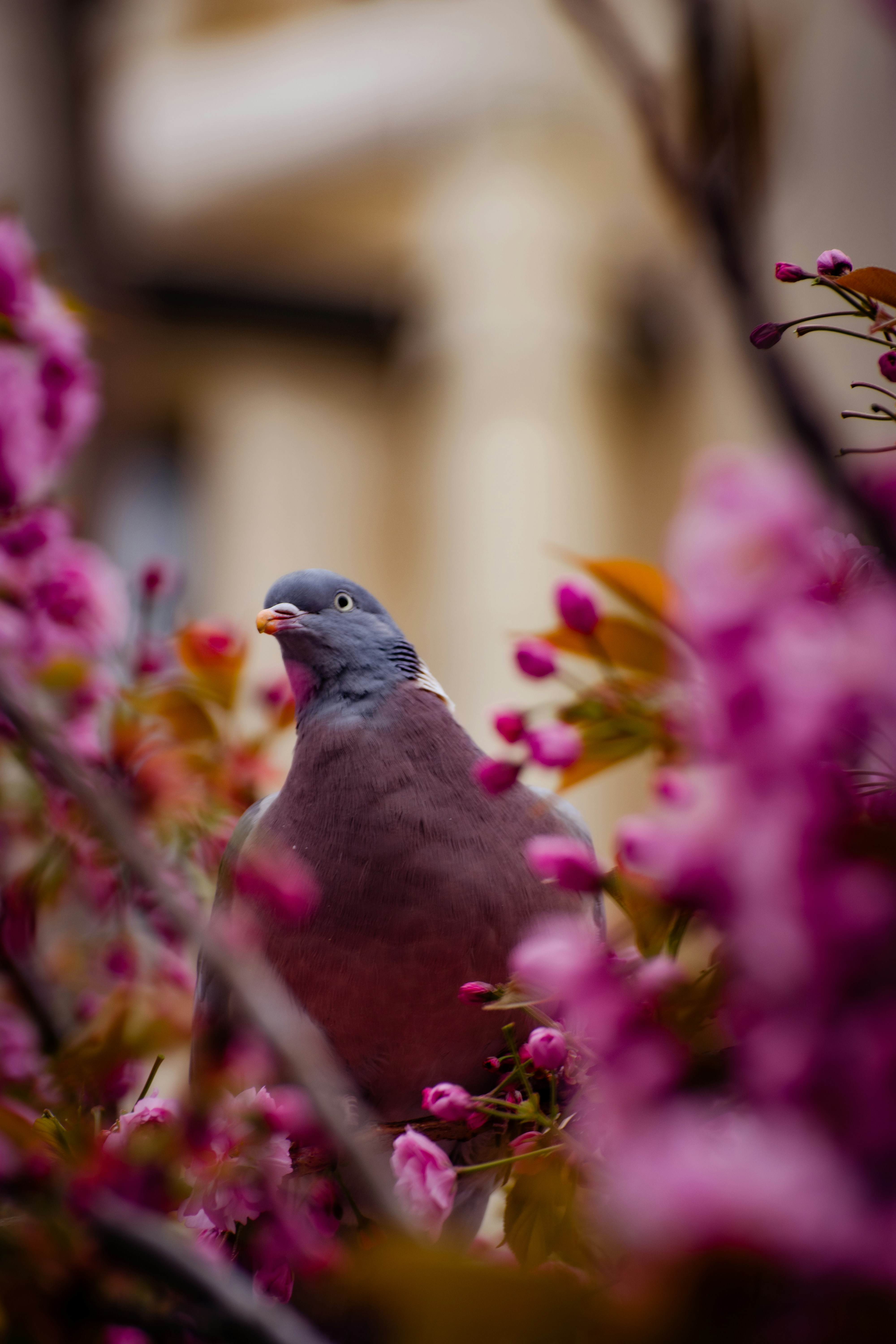 Pidgeon sitting on a cherry blossom tree