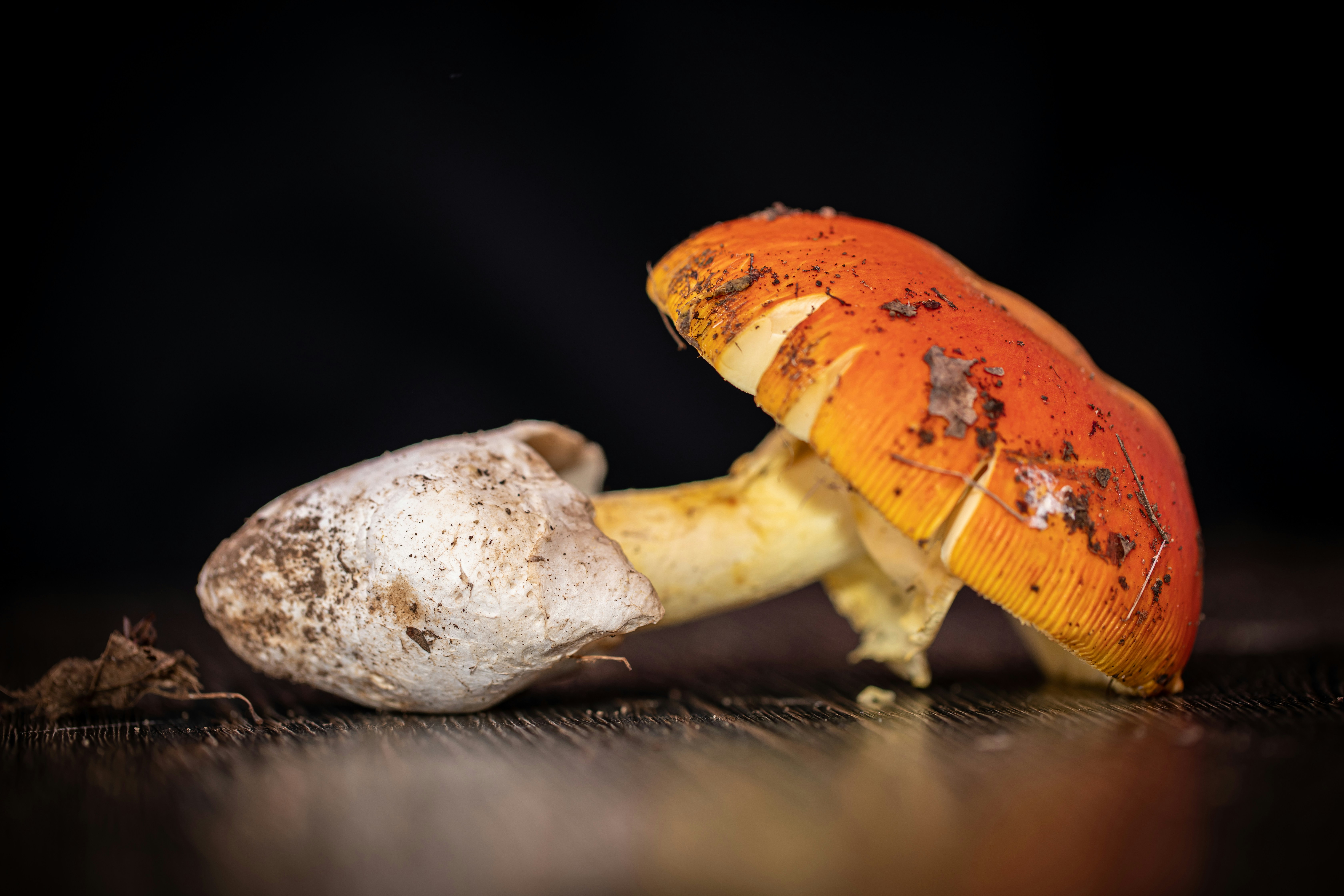 Crimson Cap on Dark Wood: A Macro Portrait of Two Mushrooms