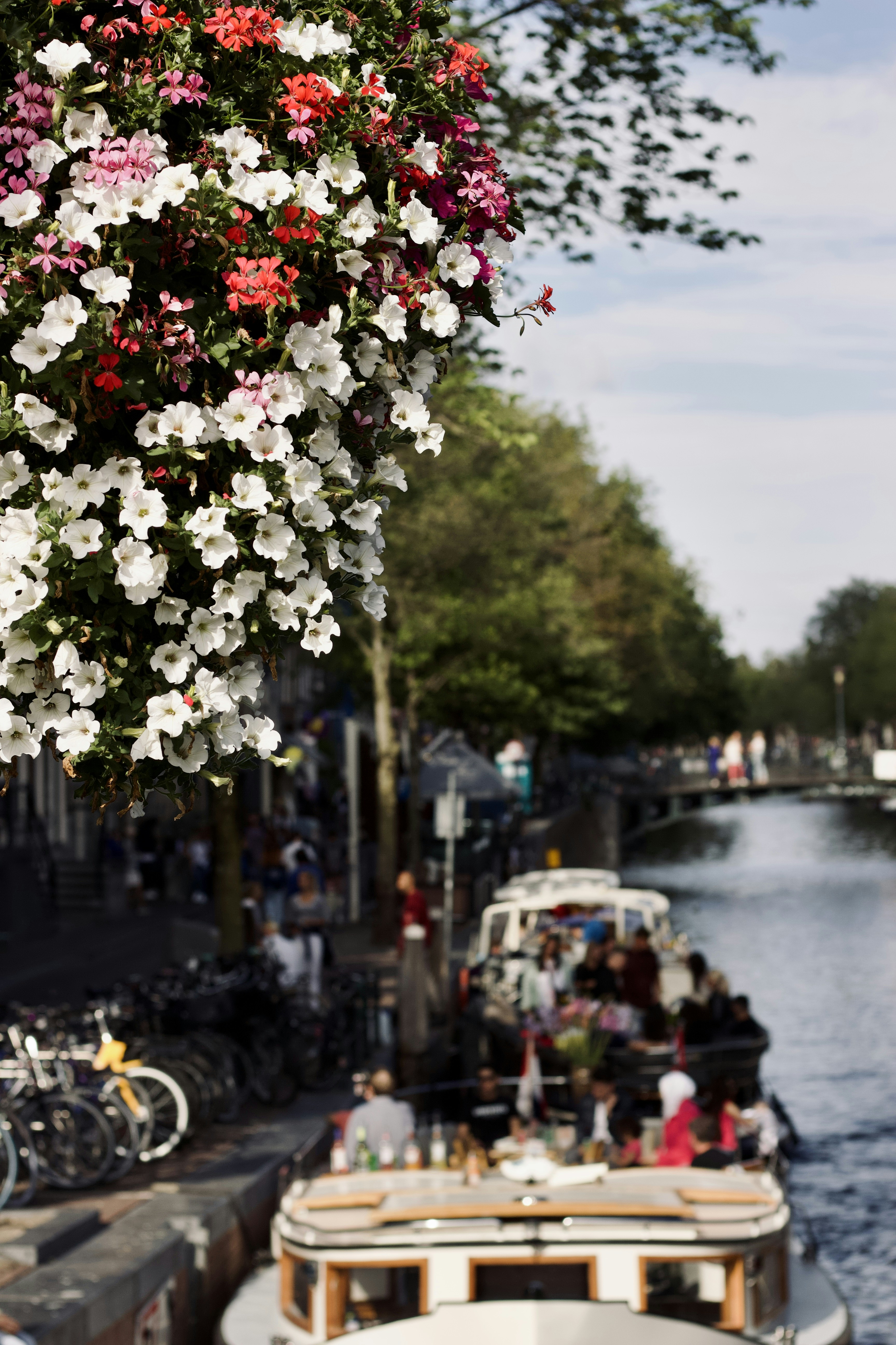 Cascade of Blooms Over the Canal: A Floating Dining Scene