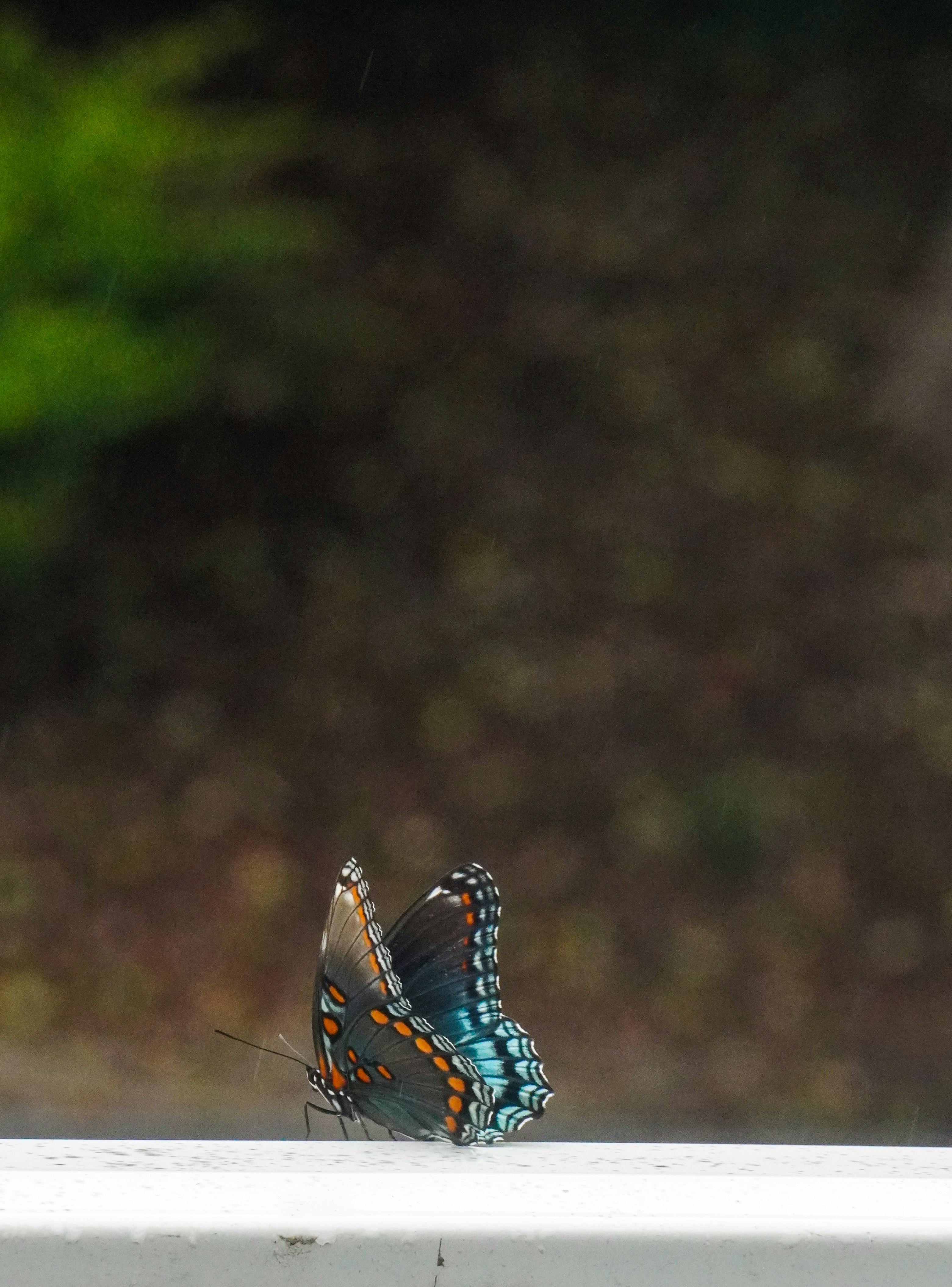 Blue-tinged Swallowtail Perched on a Weathered Rail