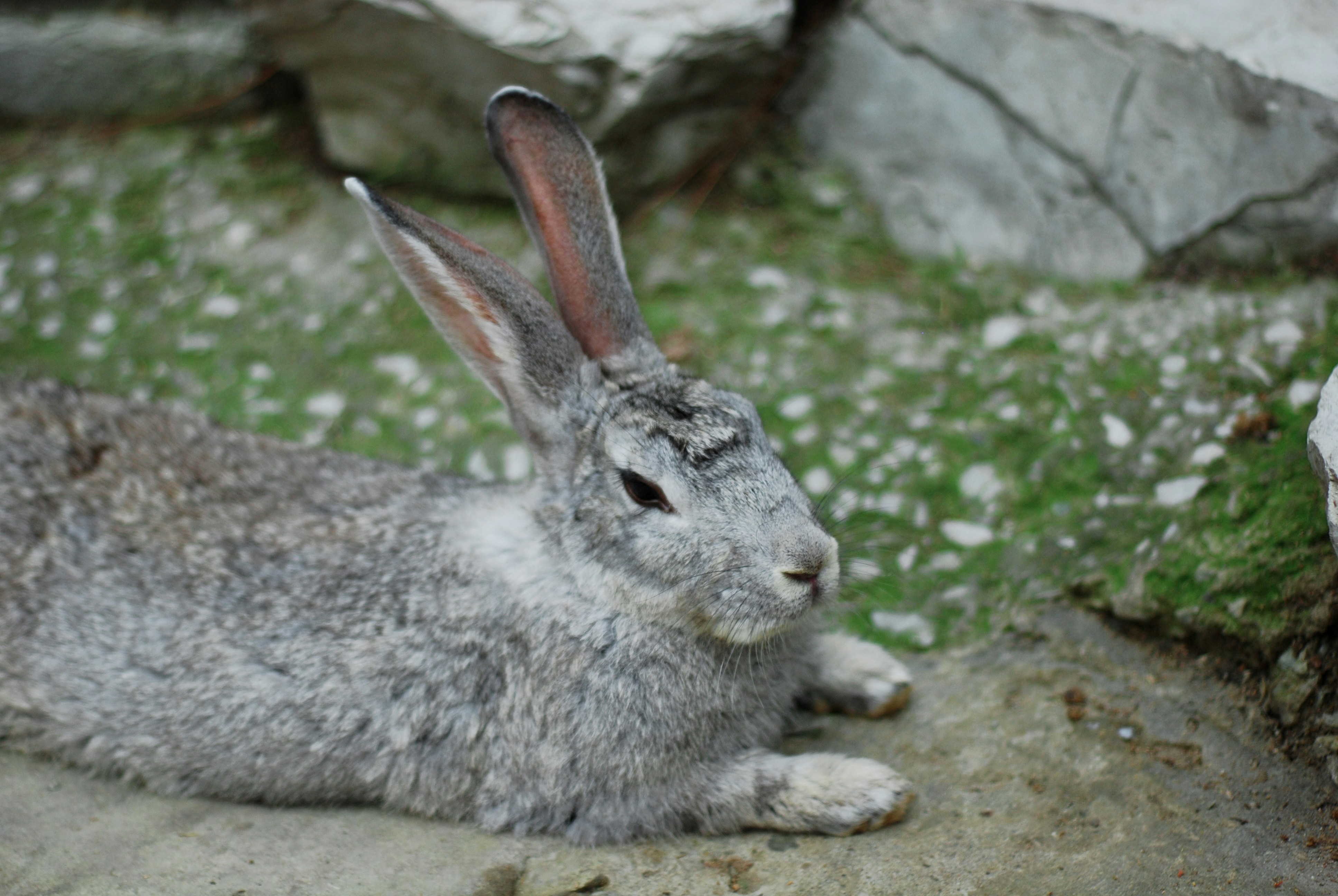 A large gray rabbit resting on a stone surface, surrounded by greenery and textured rocks.