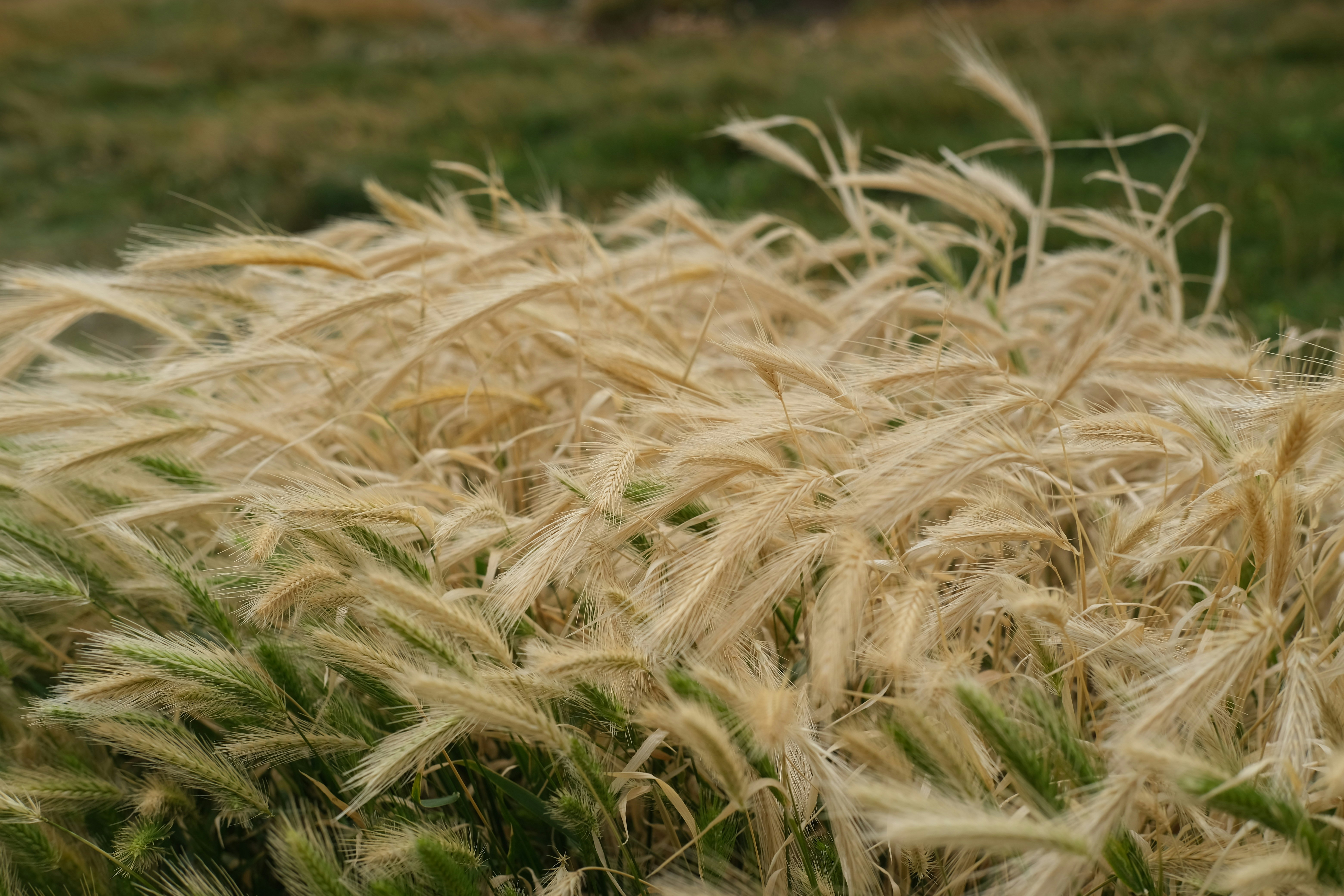 A close up of some grass photo – Free Crested wheatgrass Image on Unsplash