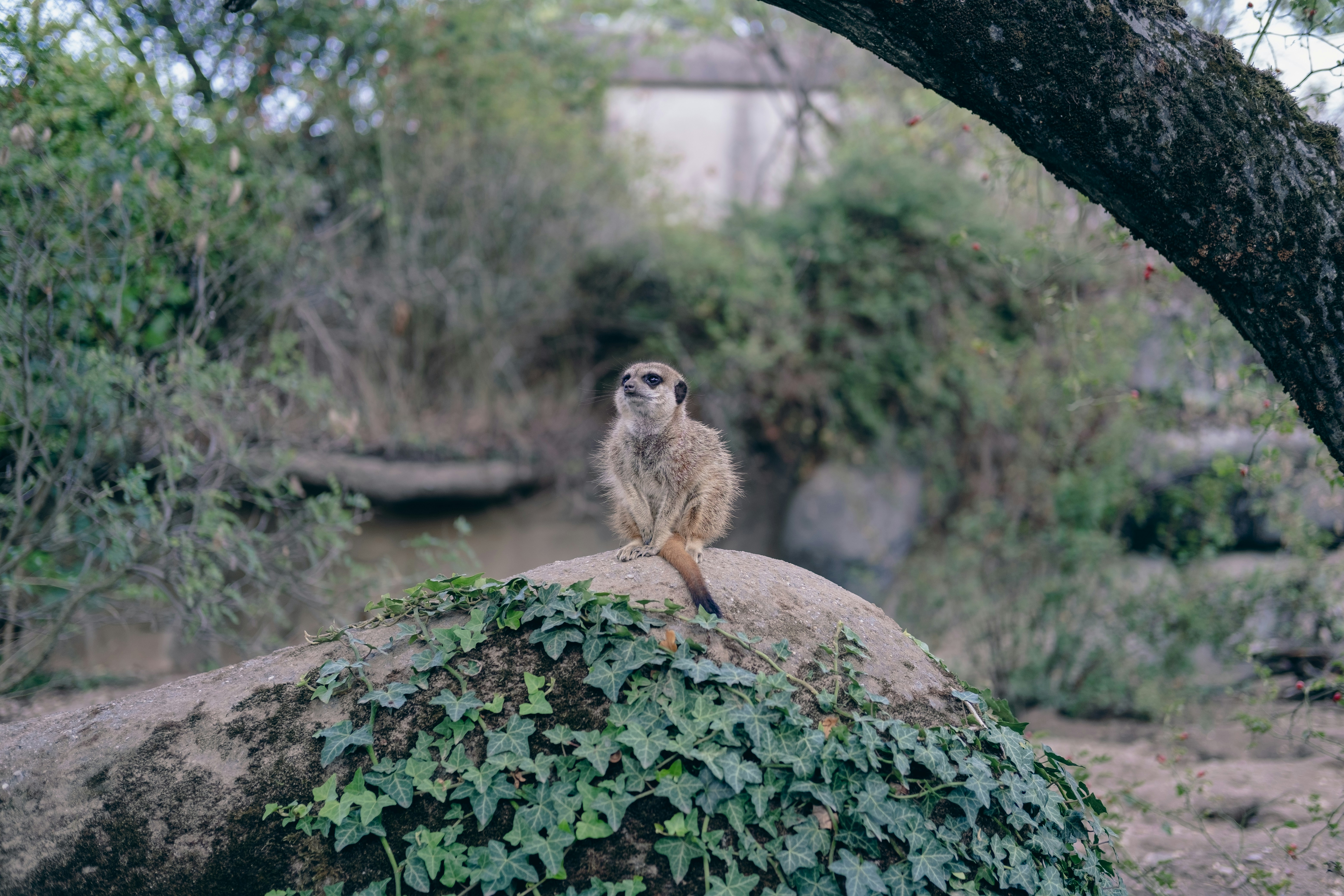 A meerkat perched on a rock surrounded by lush vegetation and trees.