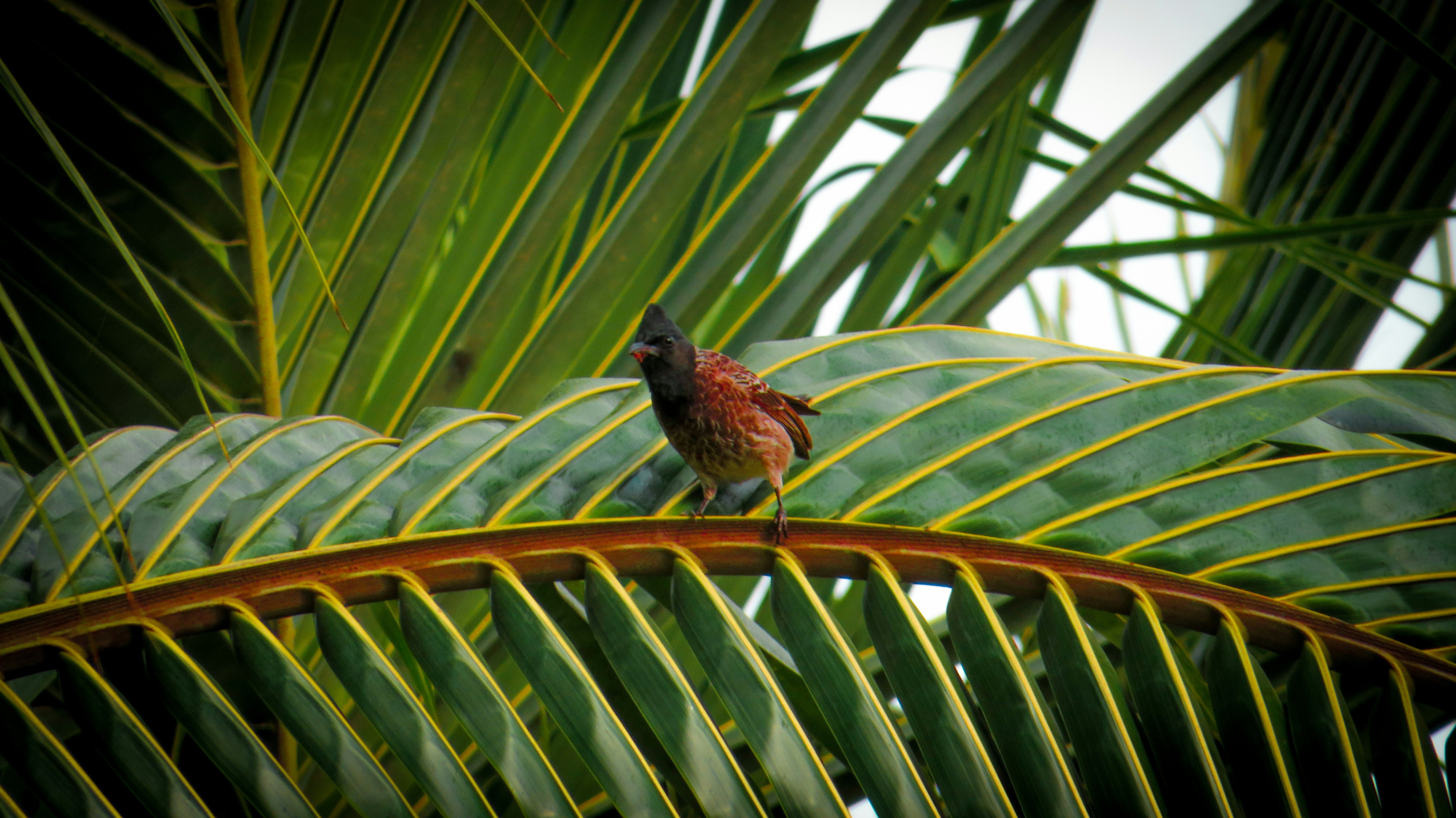 a bird standing on a plant