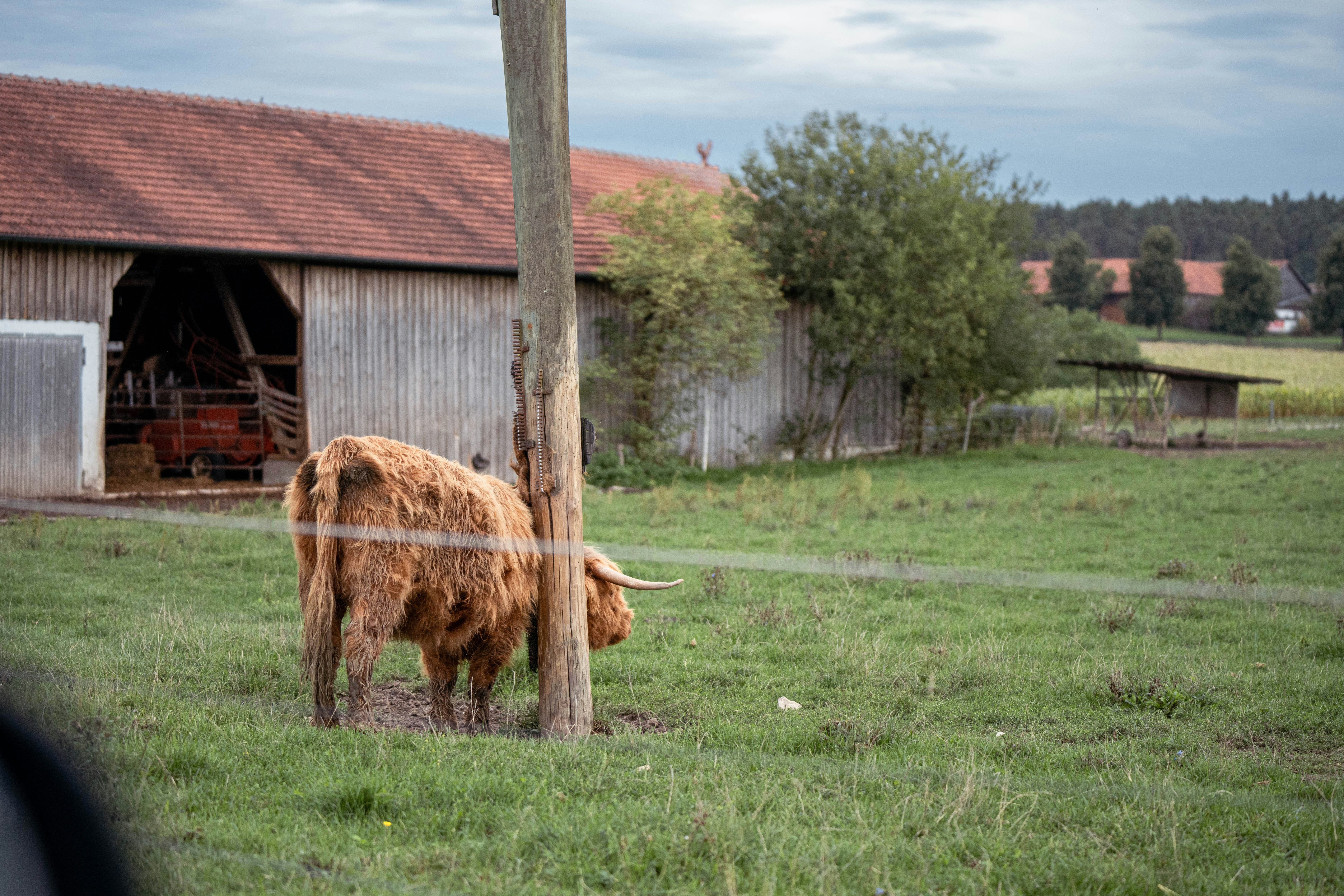 Pasture Sentinel: Highland Cow by the Weathered Post