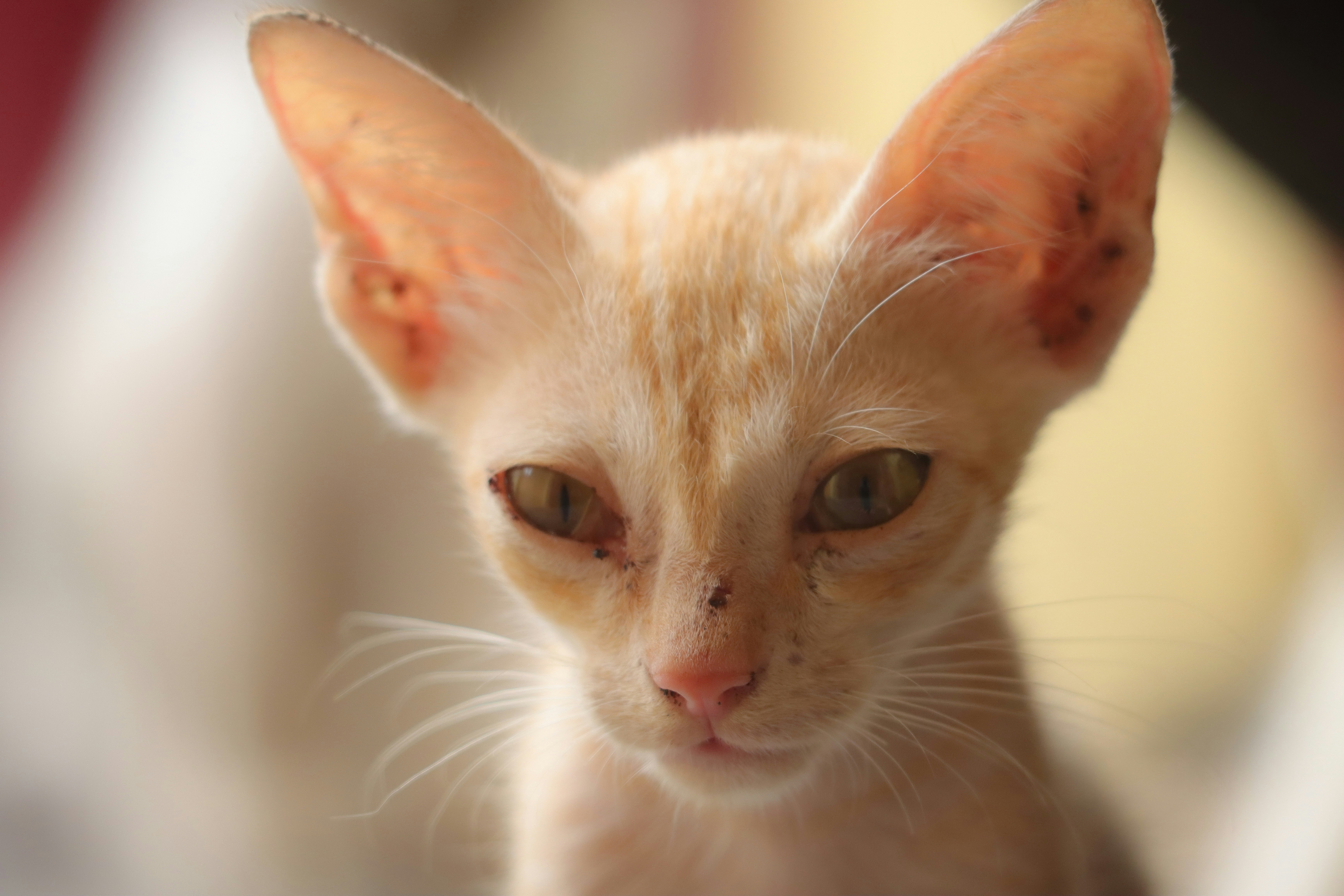 Un chat à visage humain photo – Image gratuite de Chat sur Unsplash