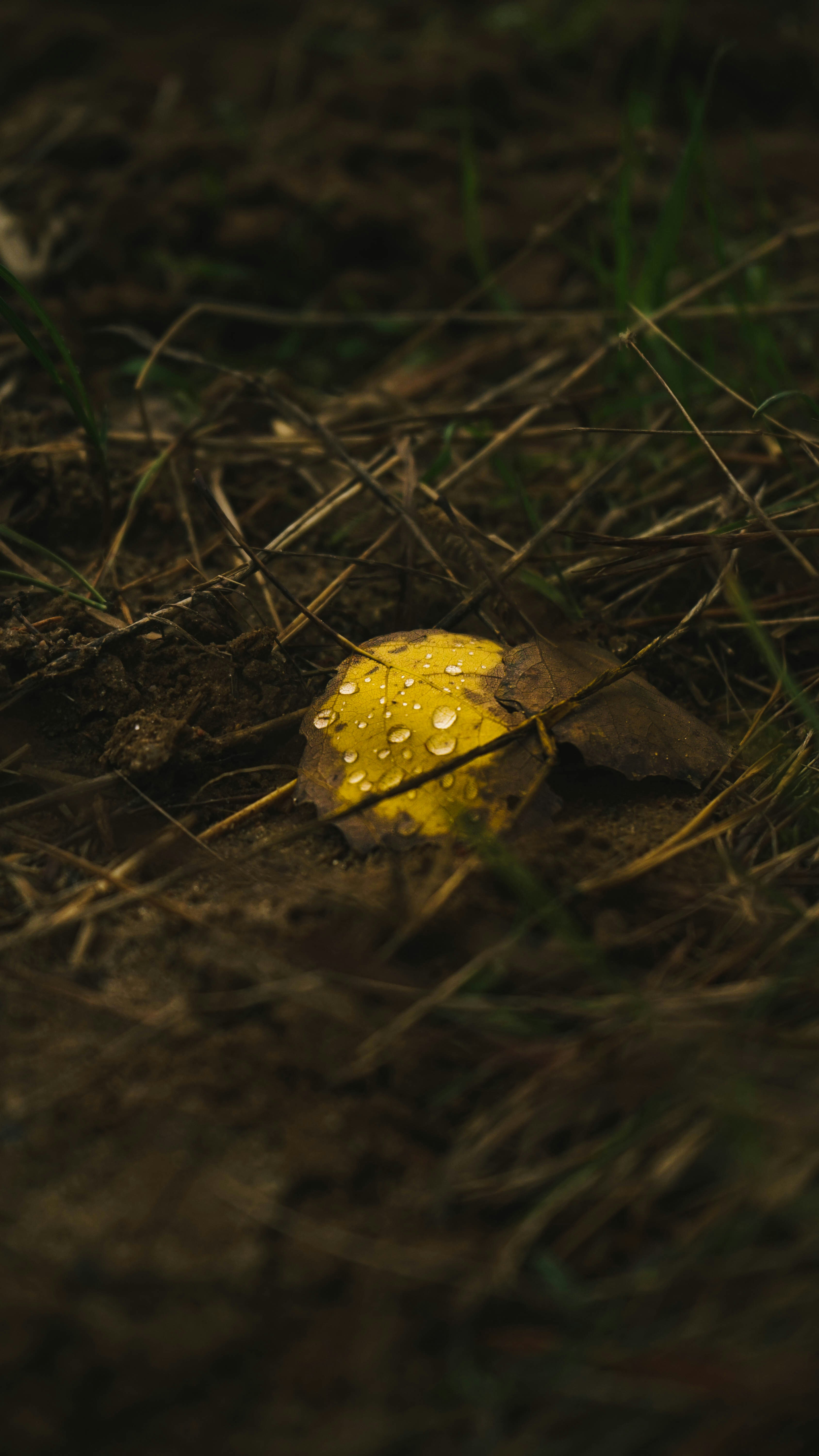 Dew-Kissed Yellow Leaf Anchored in the Shadowed Understory