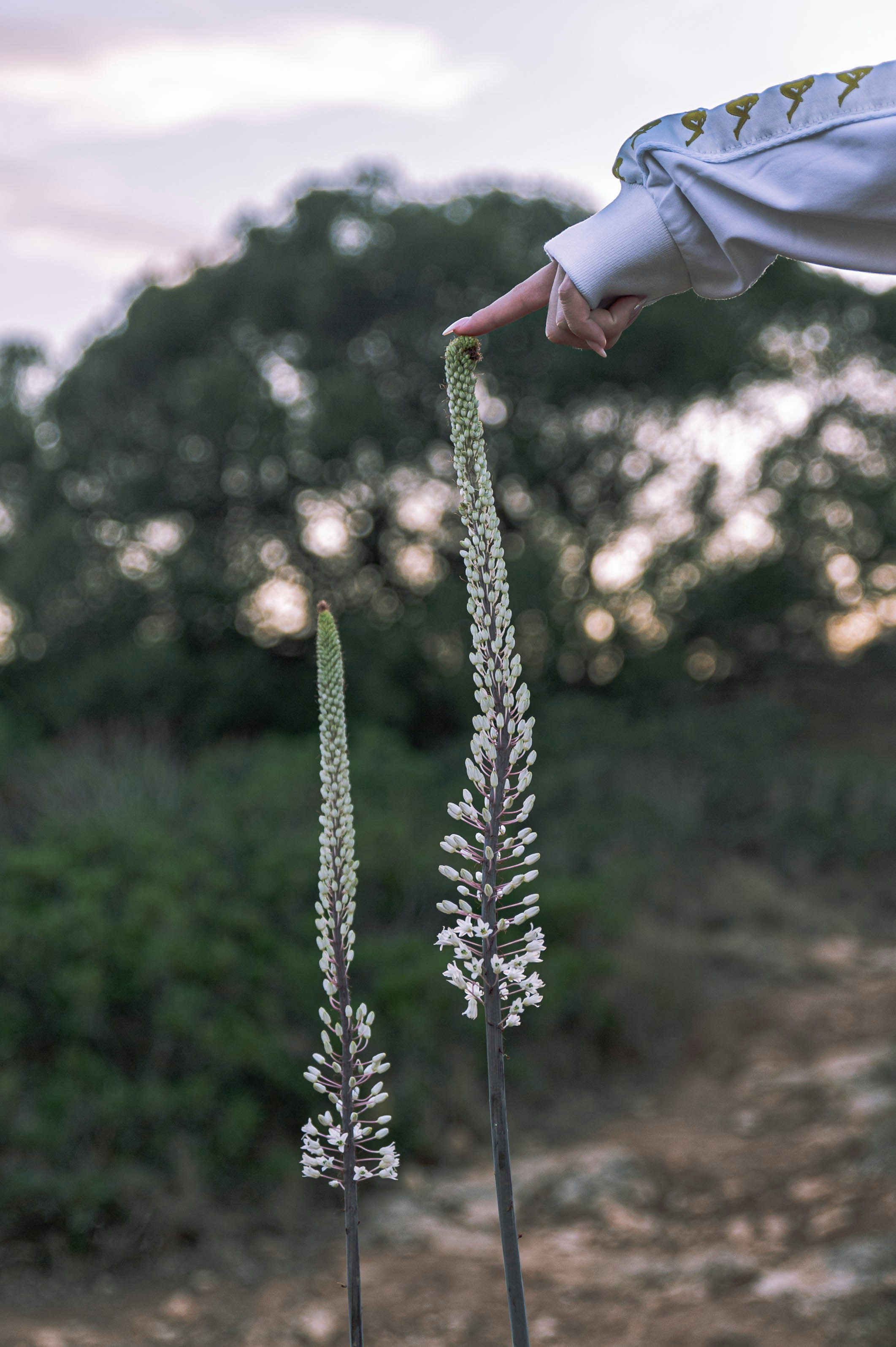 Hand Reaches for the Velvet Spire: A Quiet Field Portrait