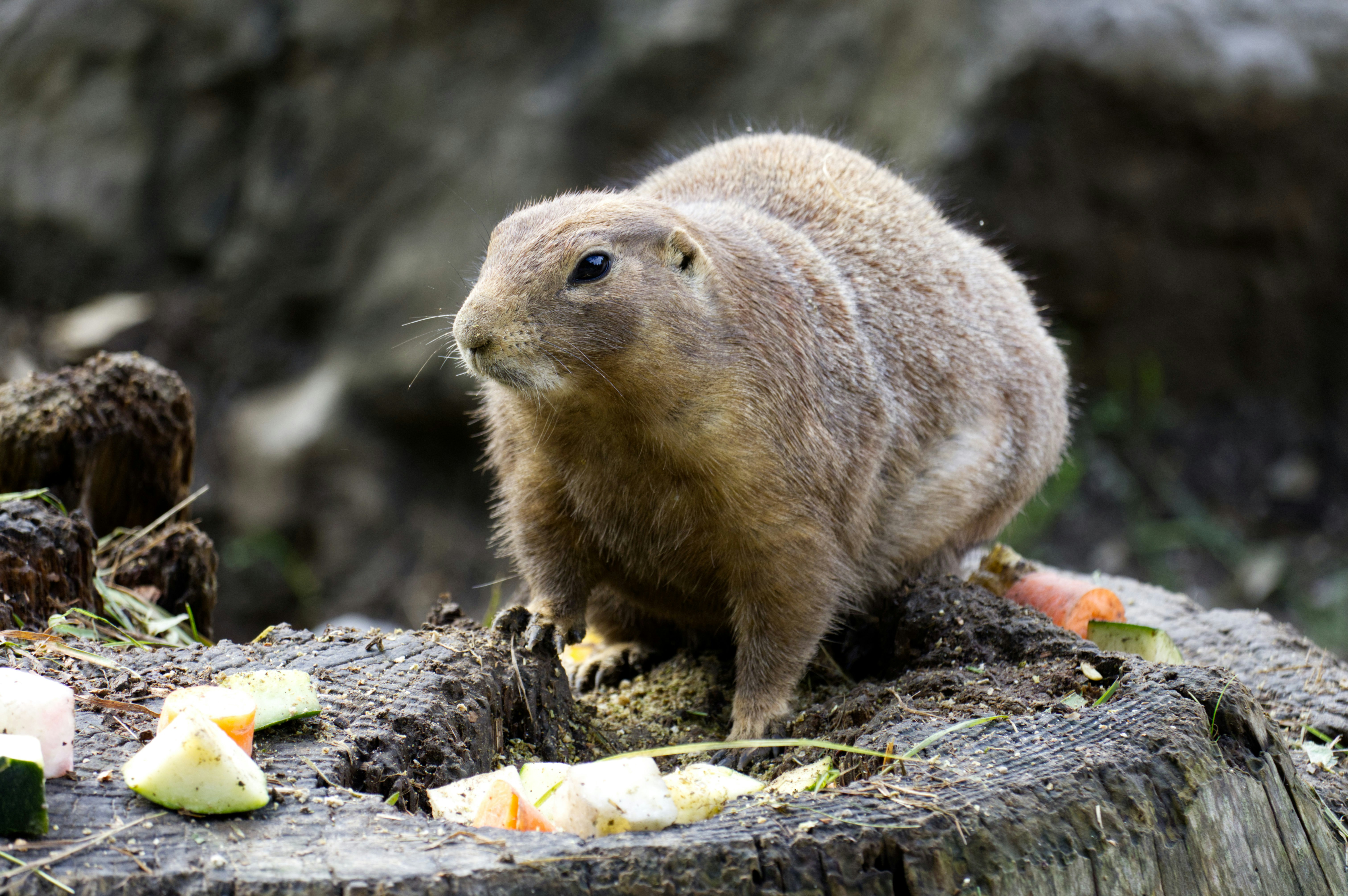 A small rodent on a log photo – Free Animal Image on Unsplash