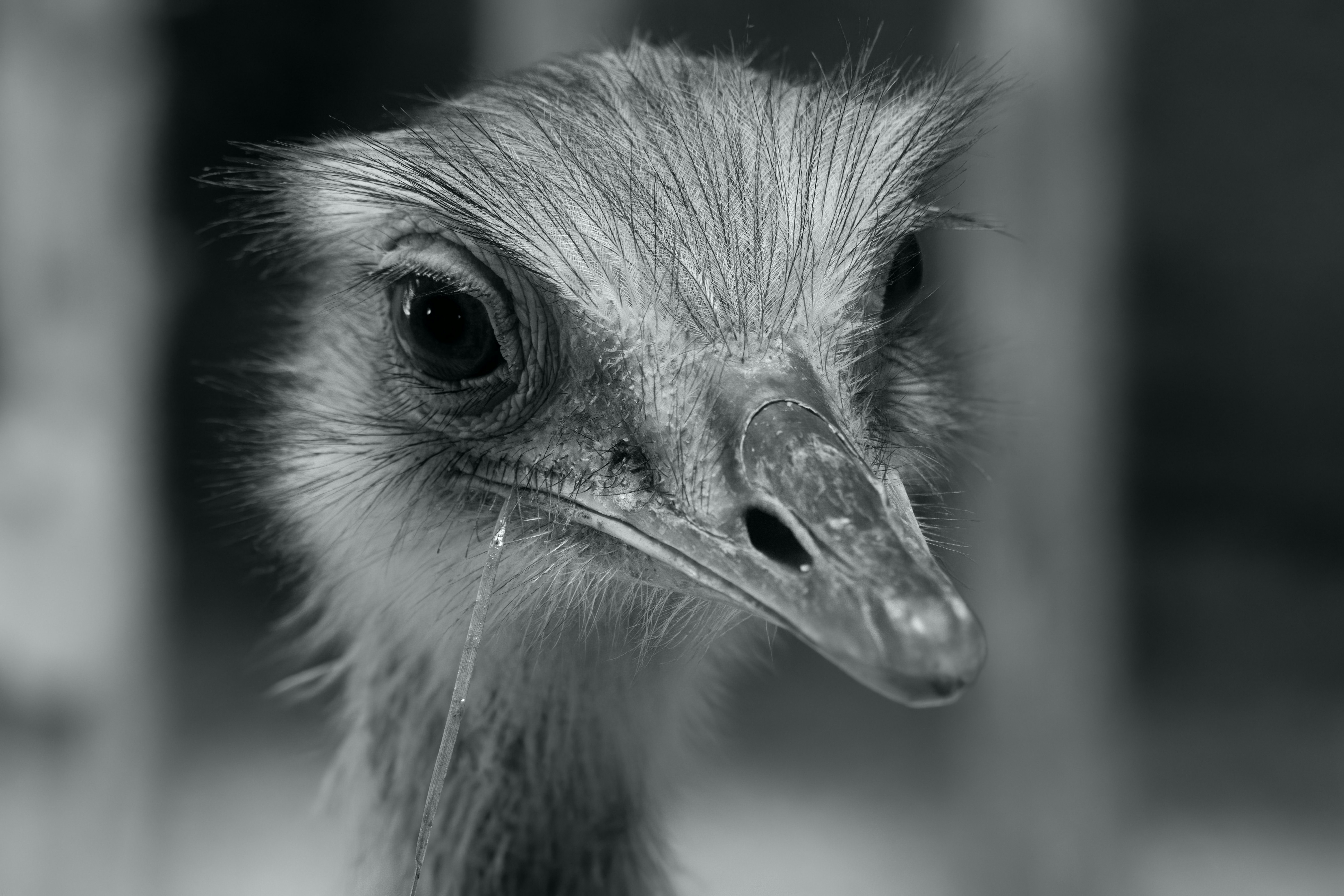 Ostrich Gaze in Monochrome: A Close-Up Portrait of Feather Detail and Curiosity.