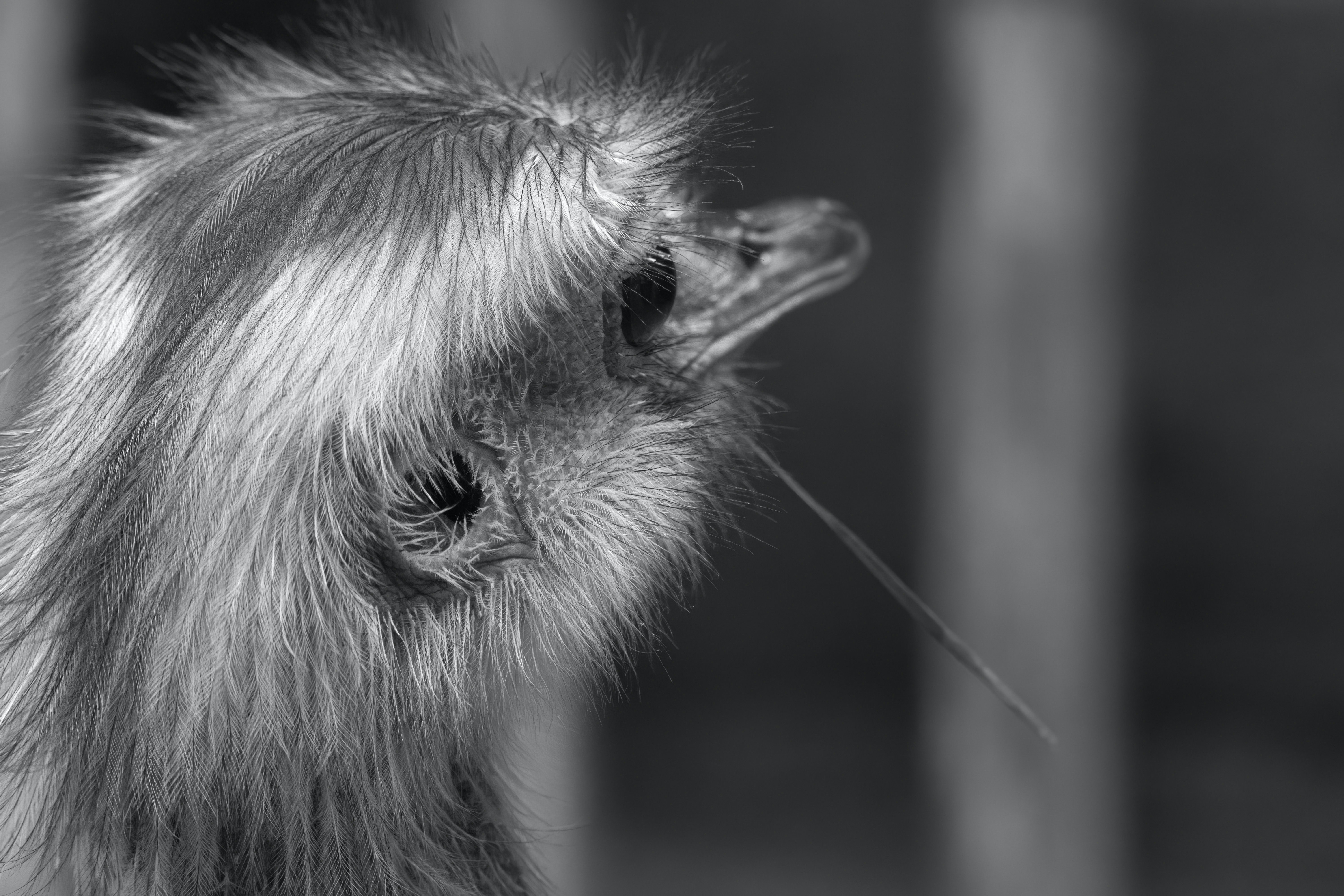 Fur and Feather: A Curled Gaze in Mono