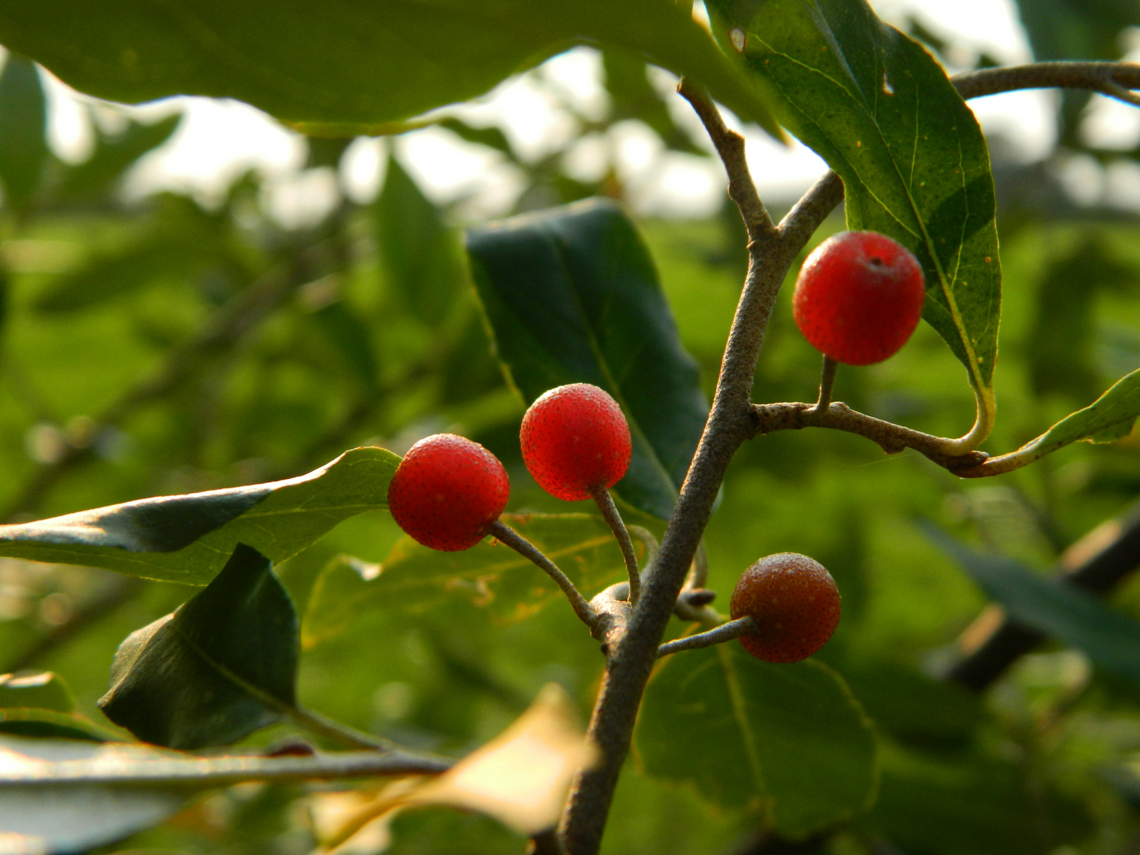 Cluster of small red berries nestled among green leaves, showcasing the intricate details of nature's design.