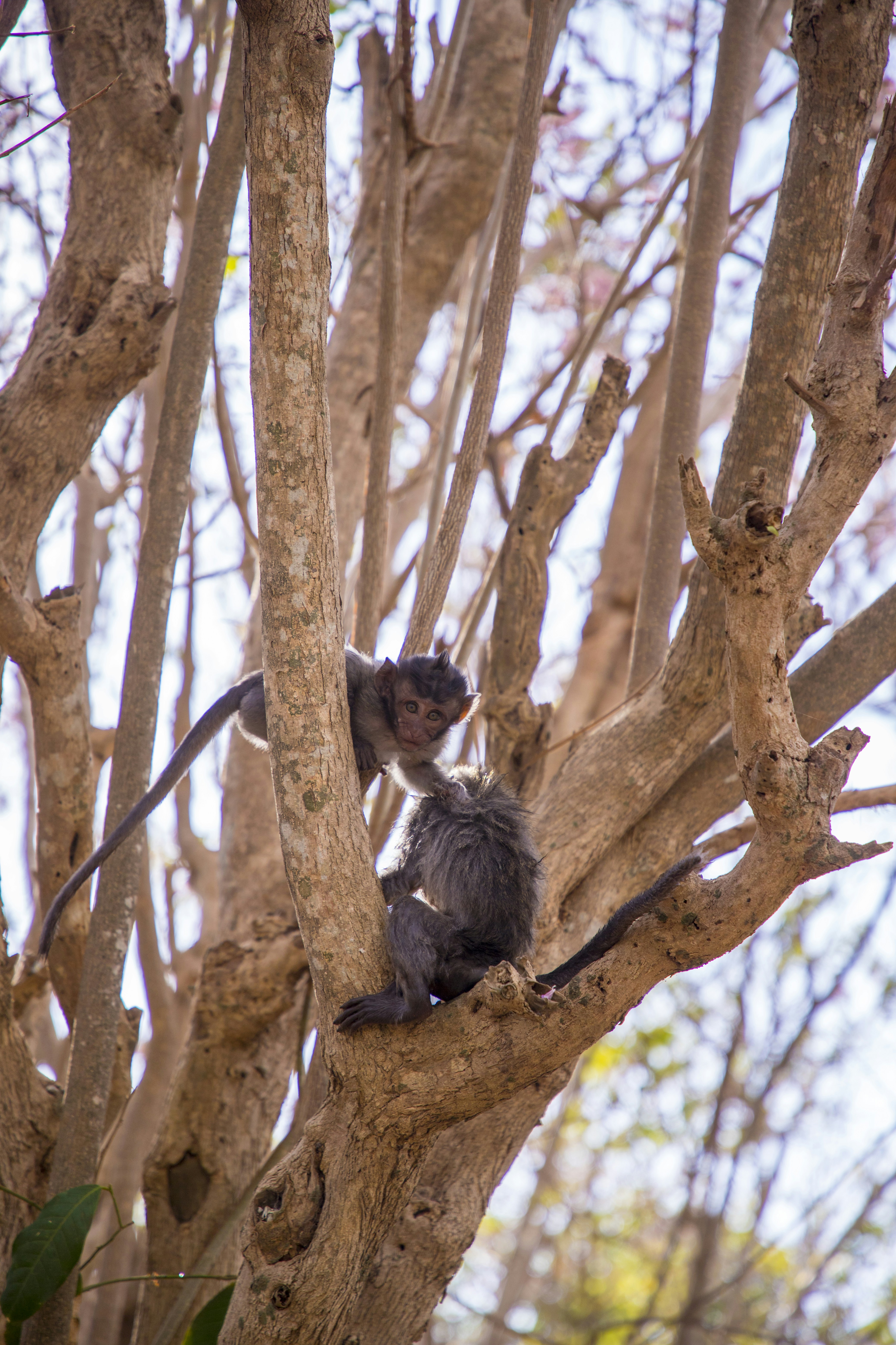 A monkey in a tree photo – Free Bali Image on Unsplash