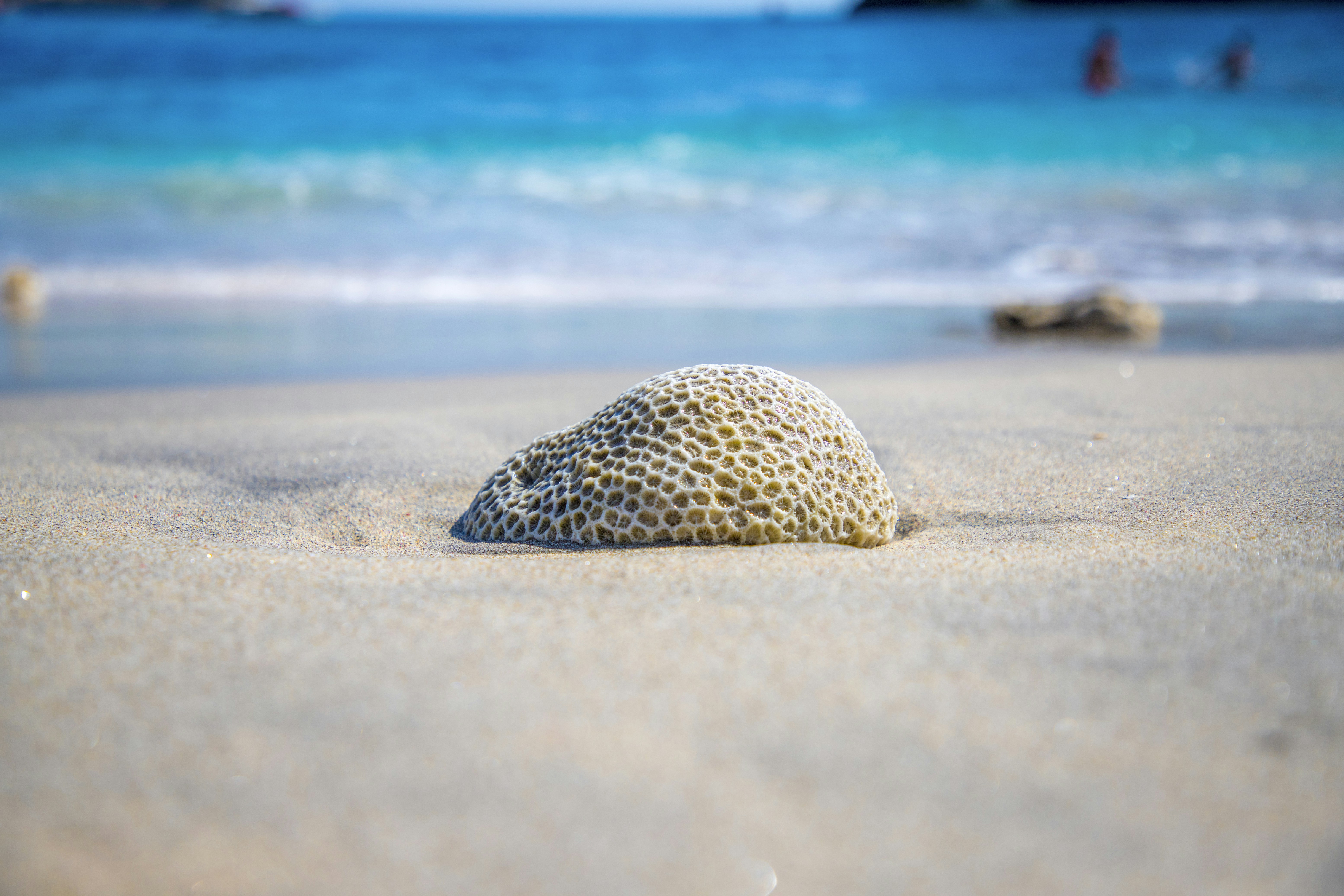Honeycomb Rock on a Sunlit Shore
