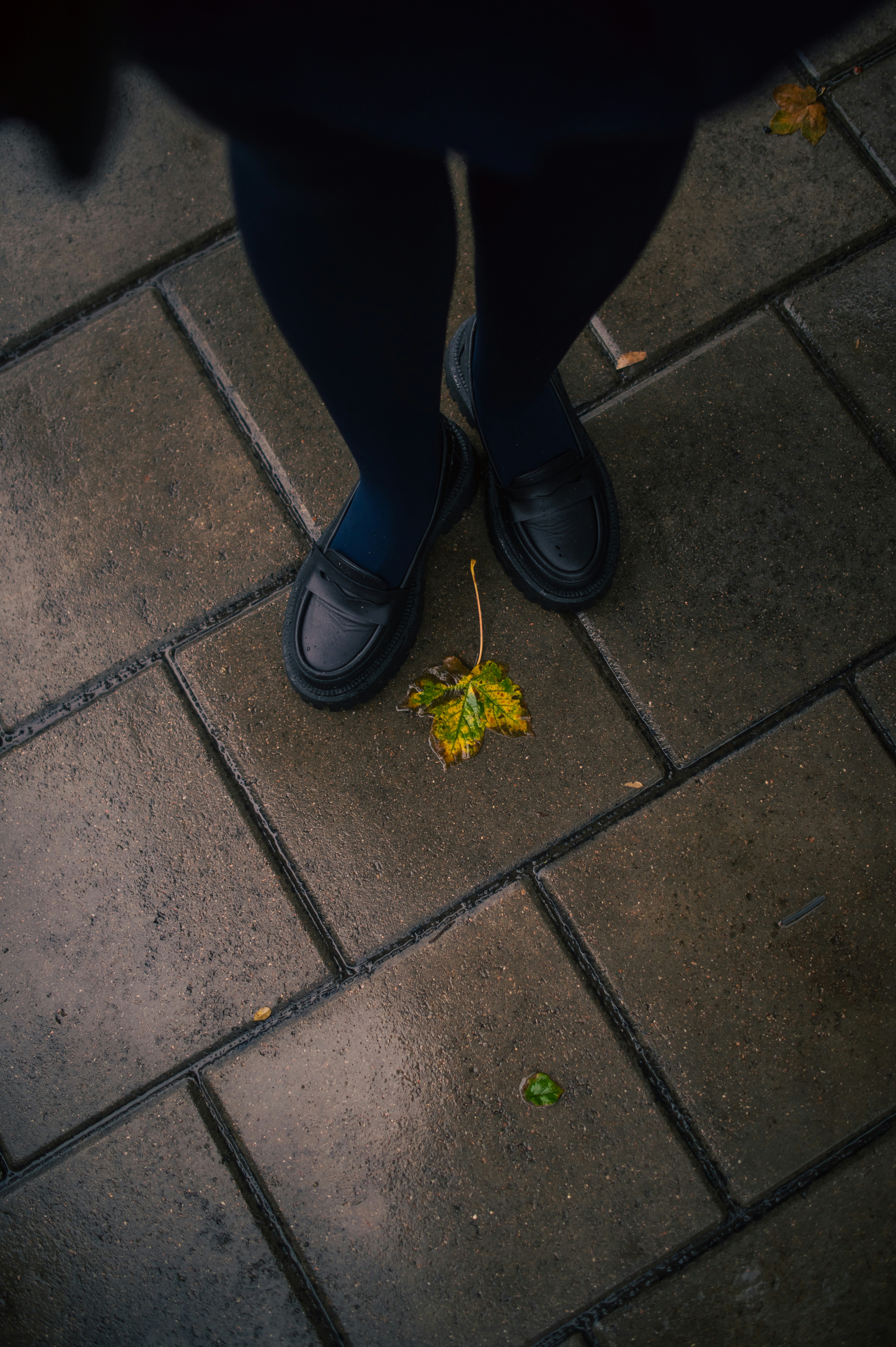 Between Steps and Leaves: Quiet Moment on Wet Brick