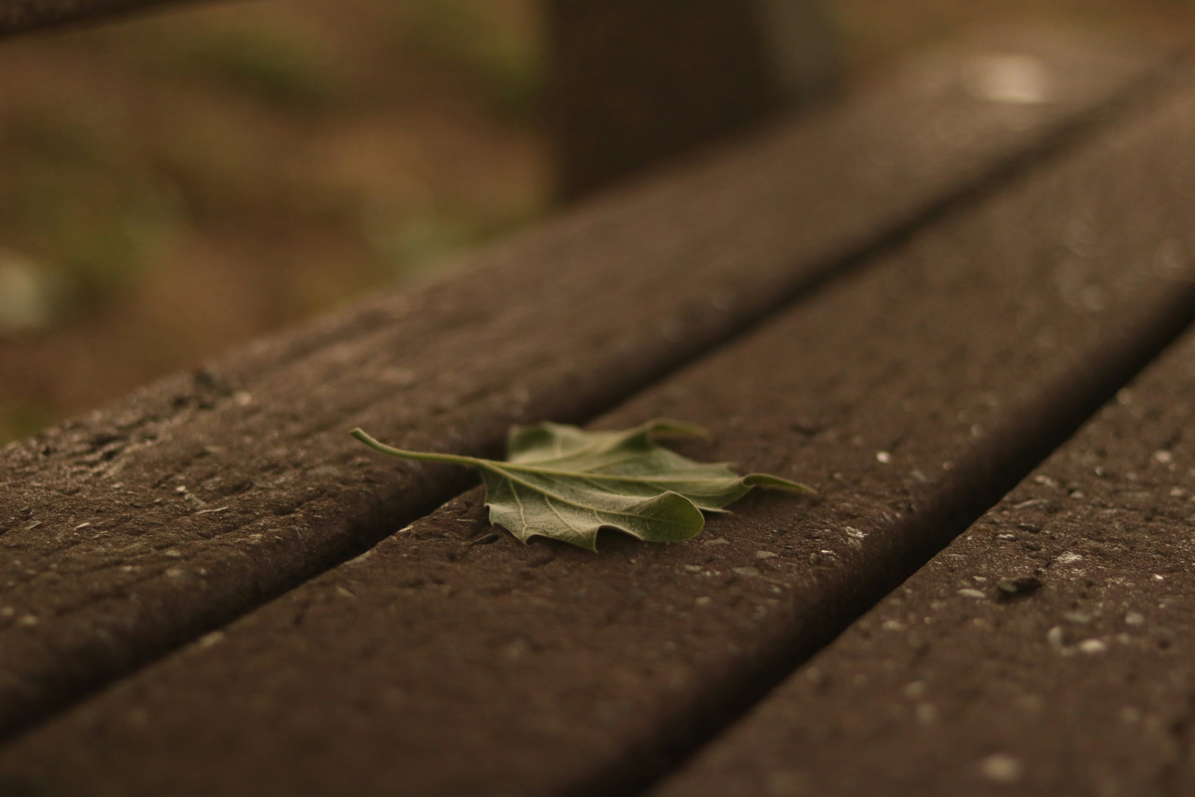 Photo by Alicia Christin Gerald with Canon EOS 750D