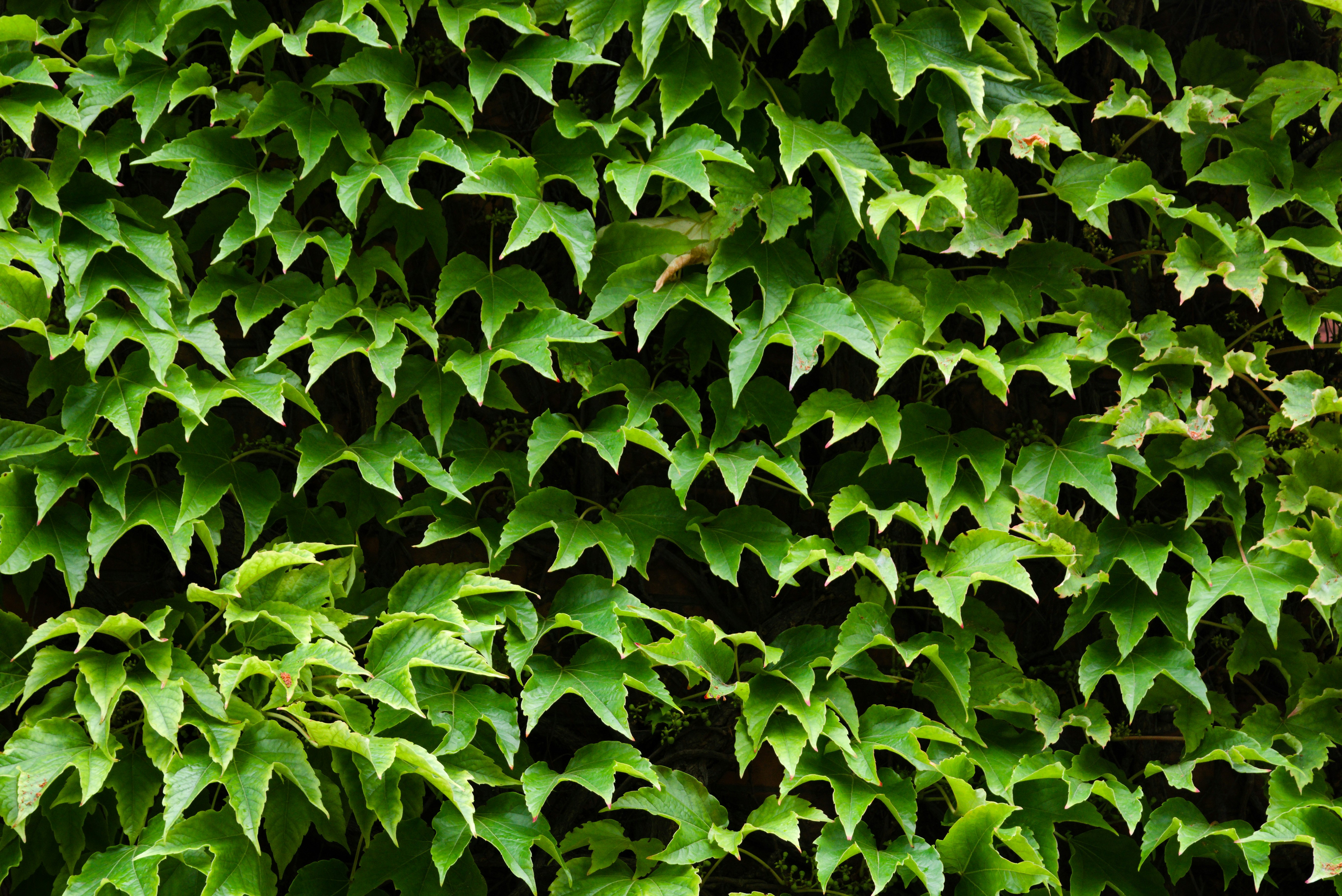 a close up of some leaves