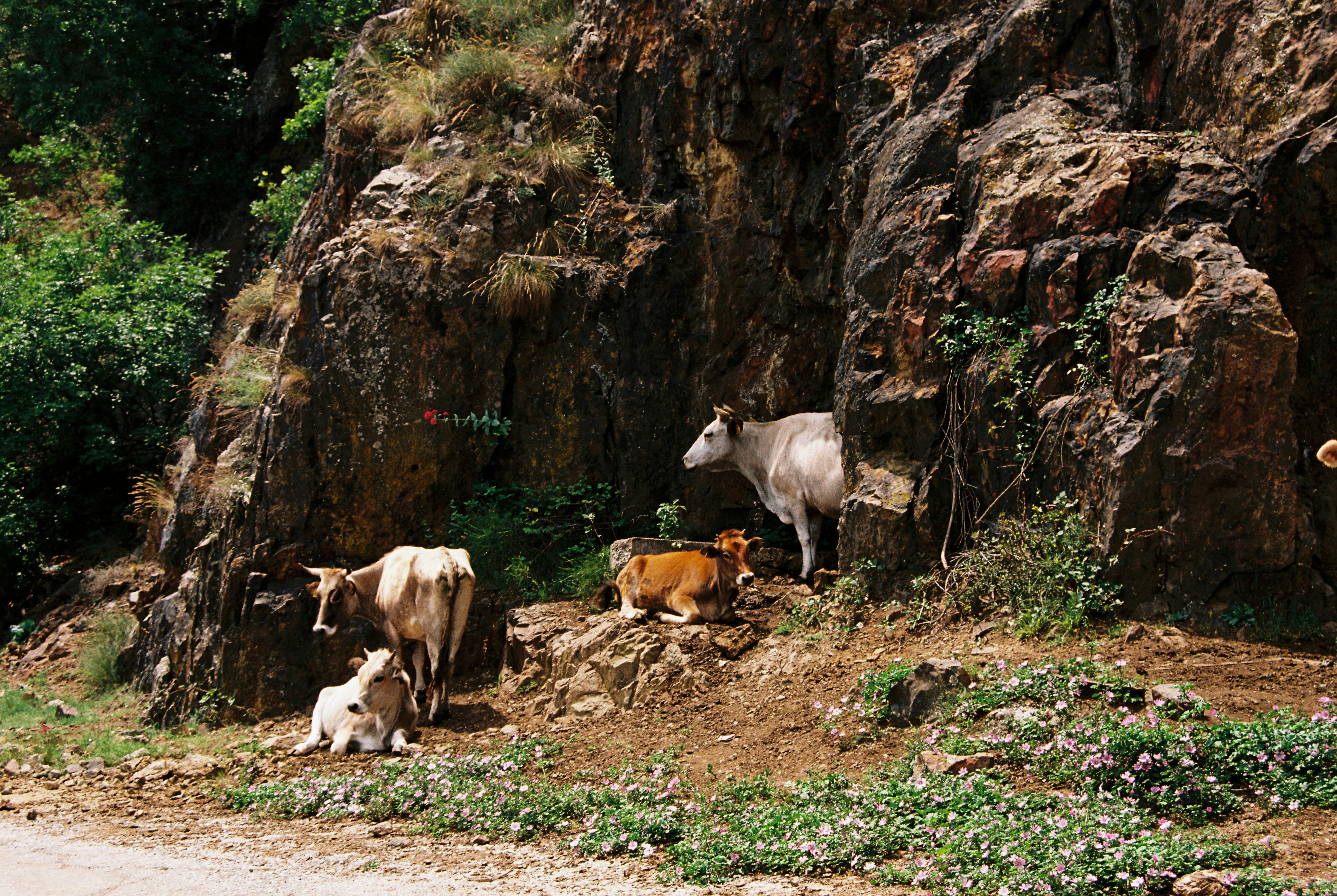 Cows 