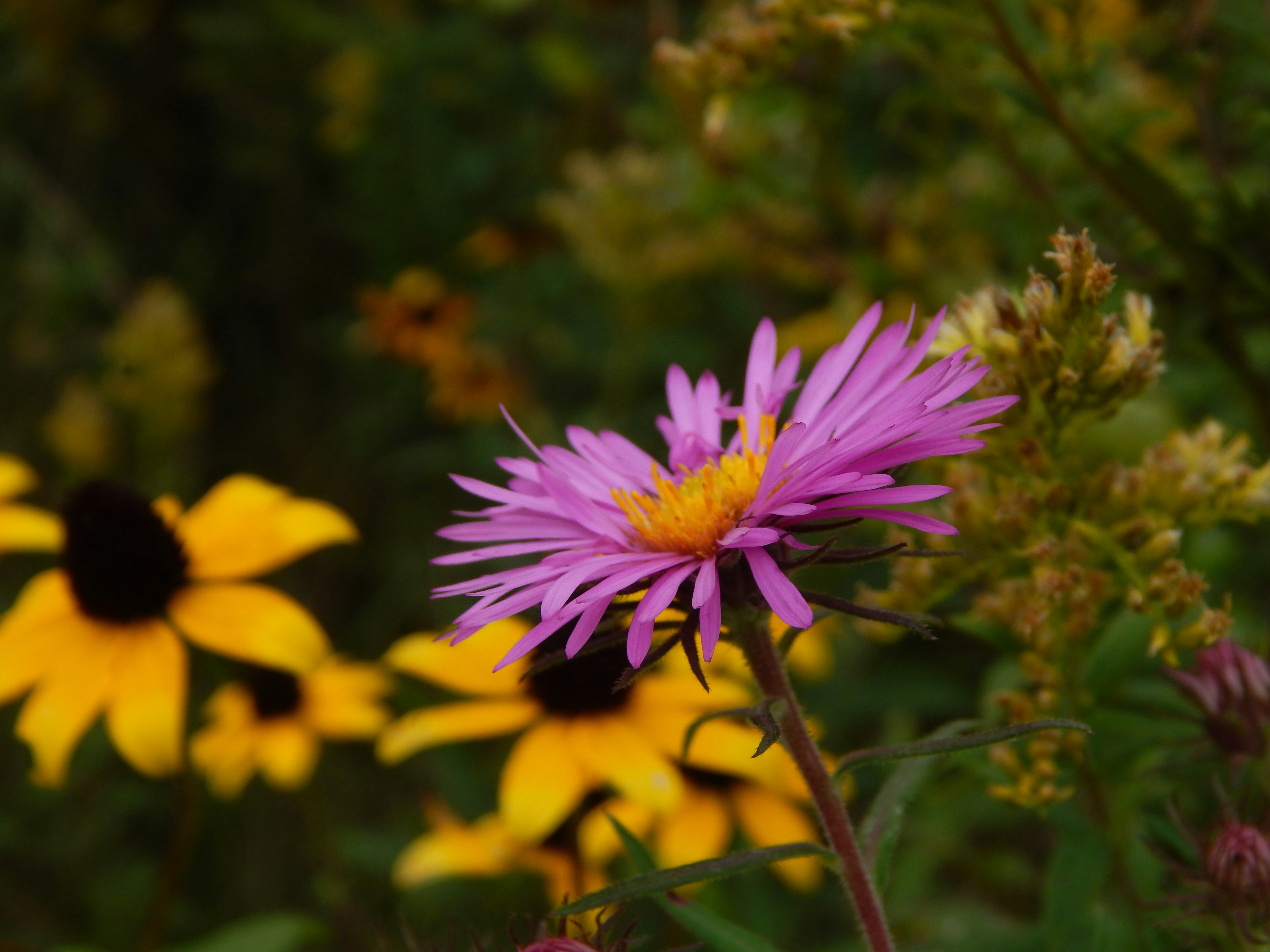 Pink Aster in a Sunlit Border with Yellow Daisy Backdrop