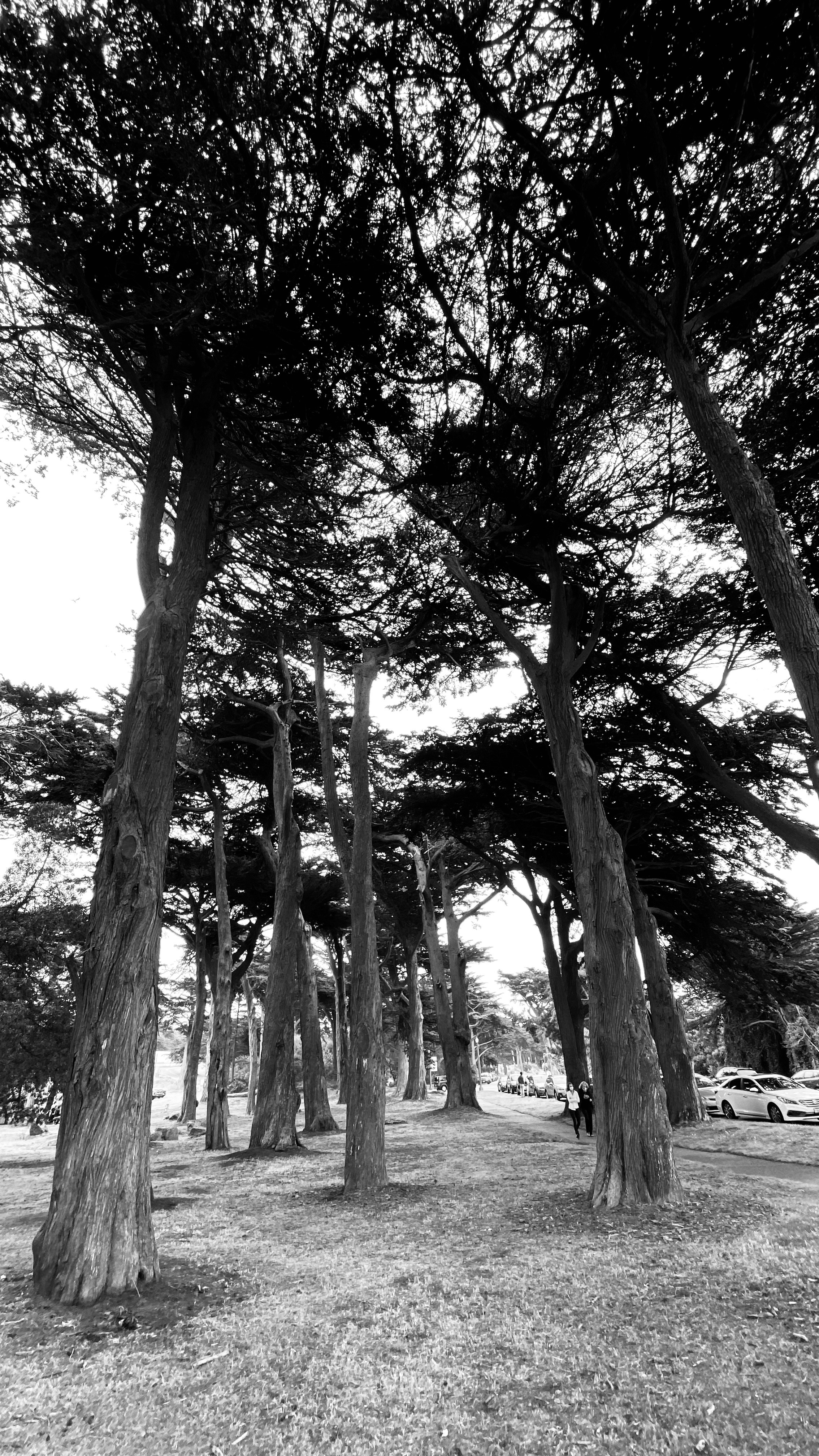 Monolithic Pines Cast a Monochrome Avenue Through a Park