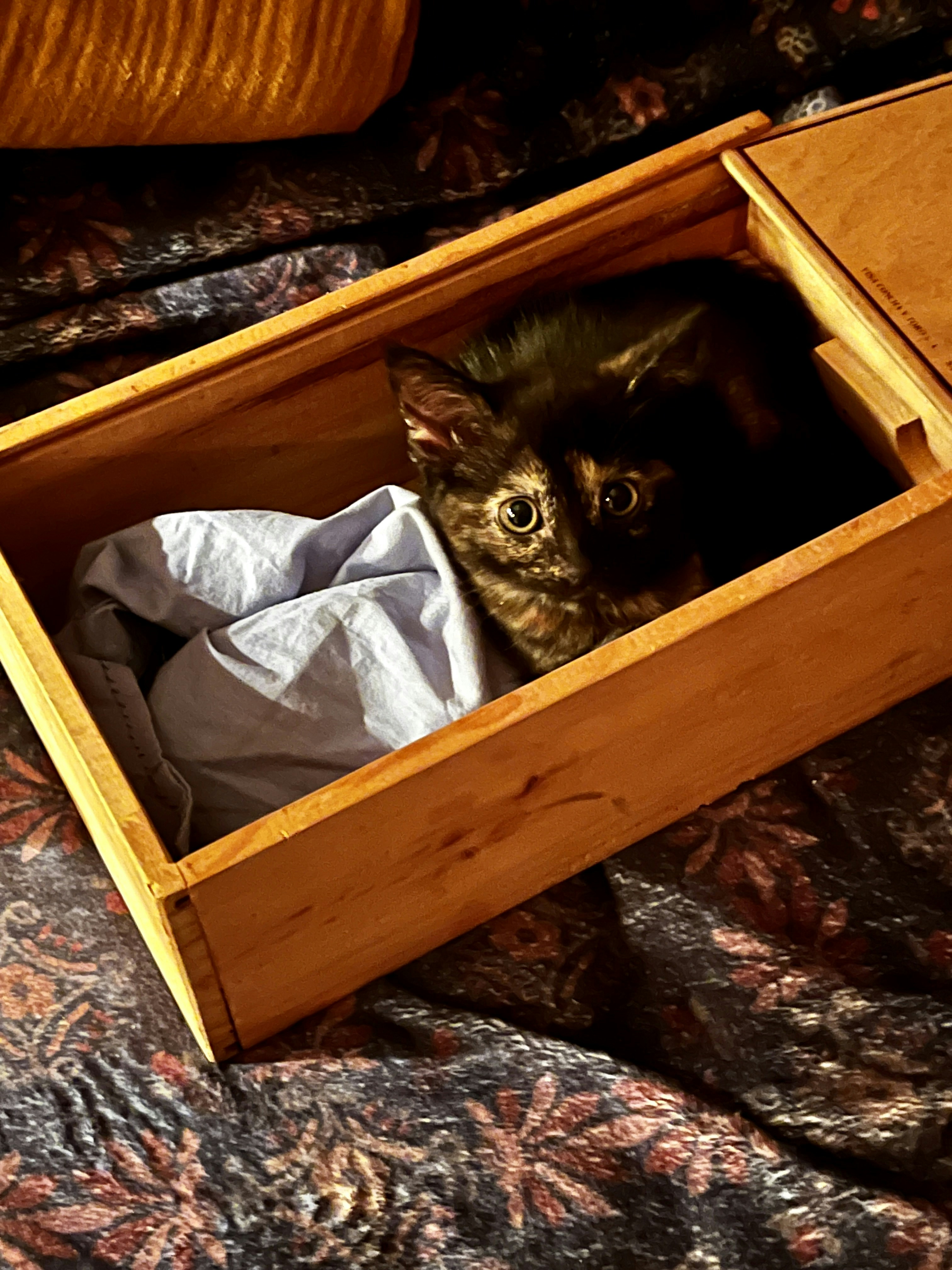 A cat in a box photo – Free Az Image on Unsplash