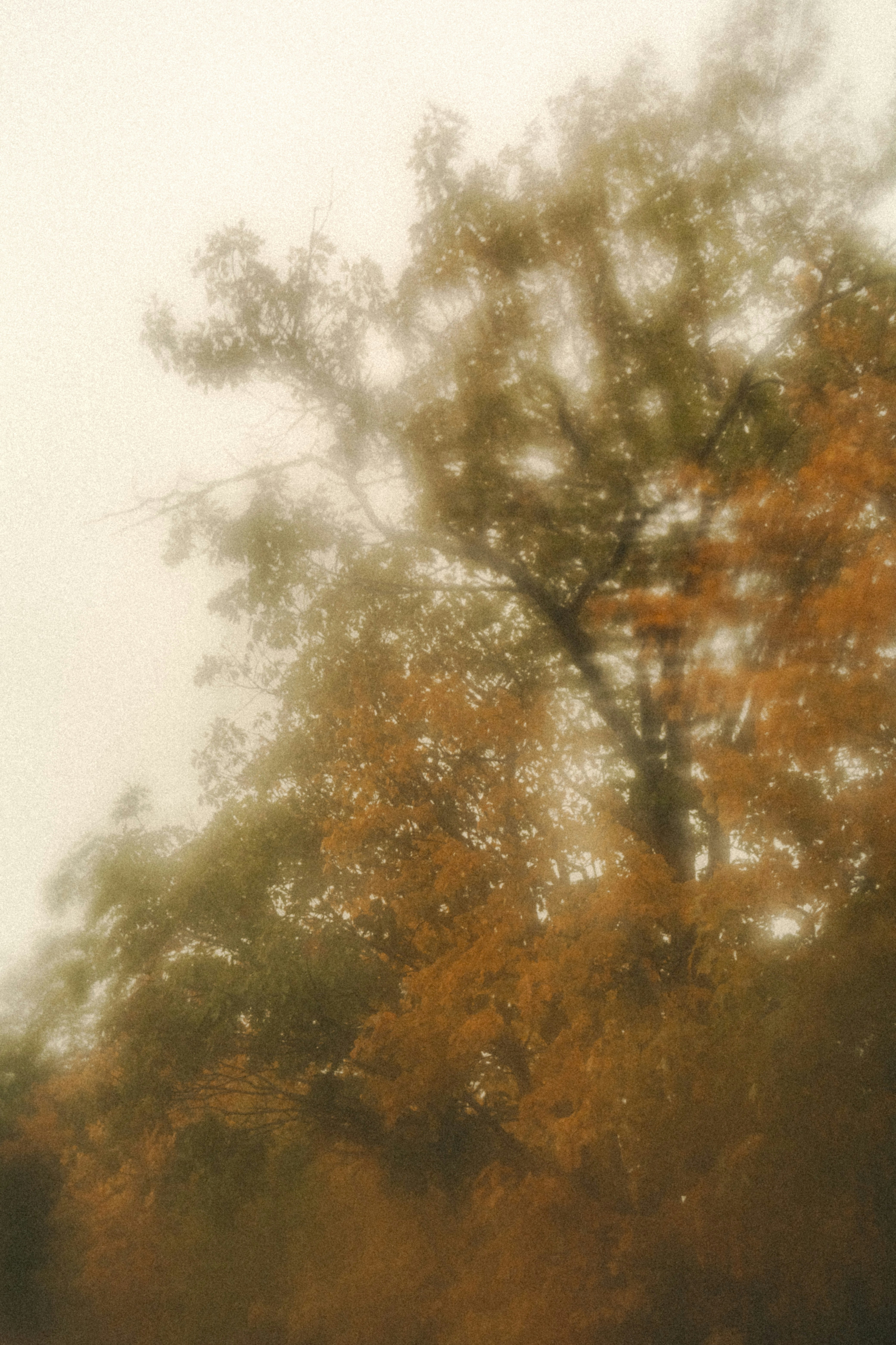 Golden leaves softly blurred against a muted sky, evoking a sense of tranquility and the fleeting beauty of fall.